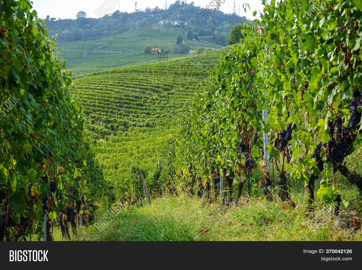 Vineyard On Hills Image & Photo (Free Trial) | Bigstock