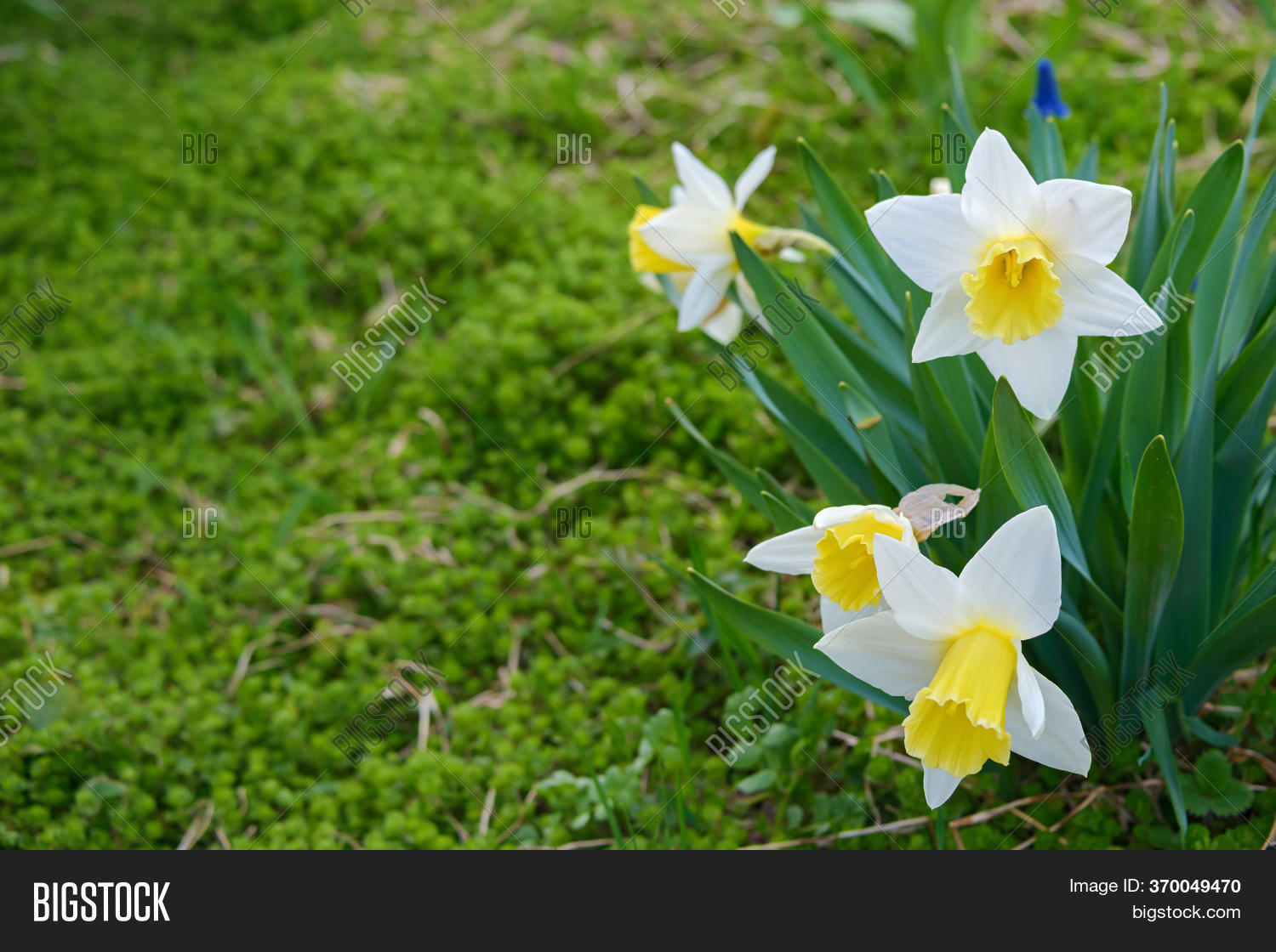 White Yellow Middle Image & Photo (Free Trial) | Bigstock