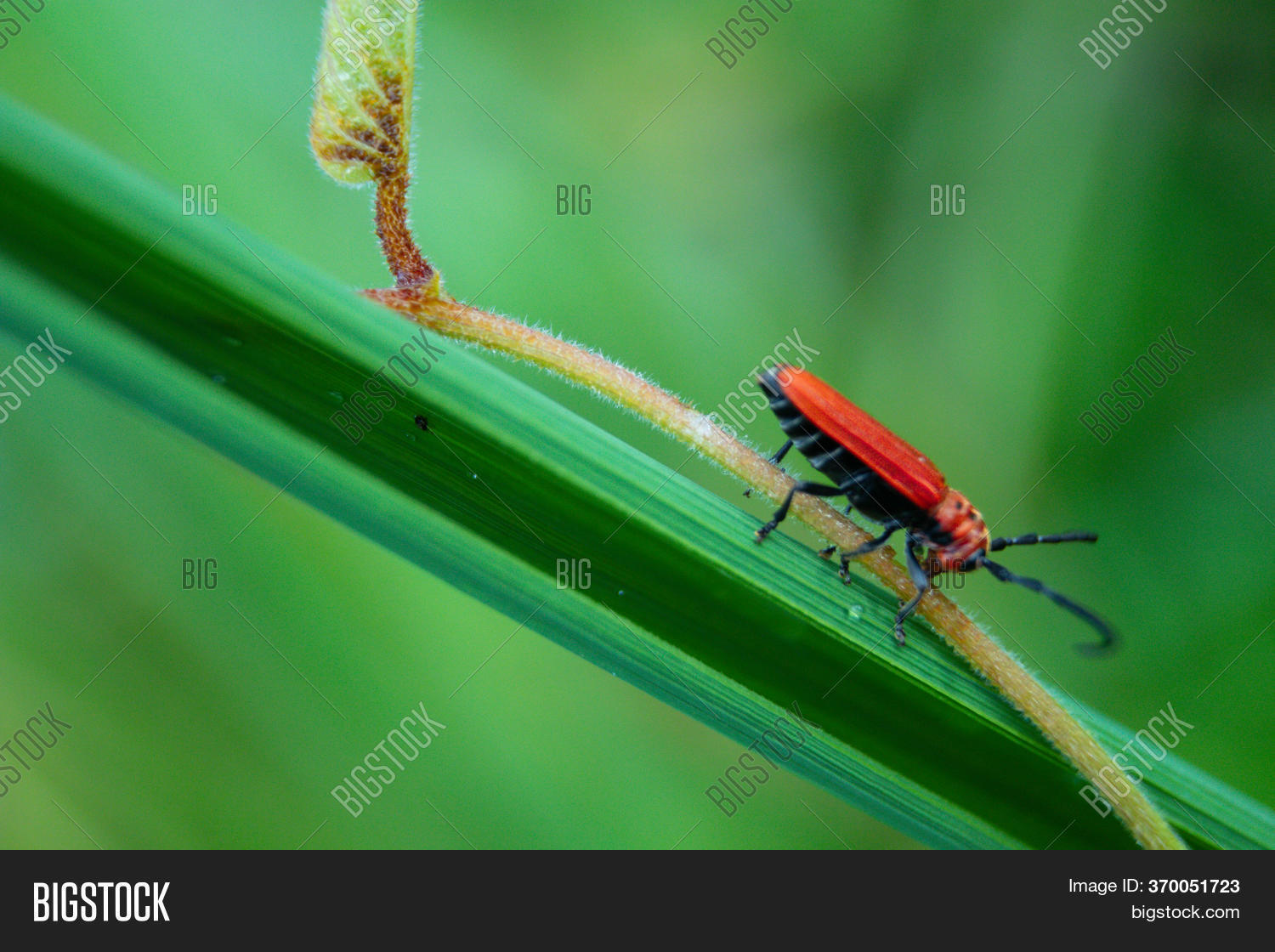 Small Colorful Insects Image & Photo (Free Trial) | Bigstock