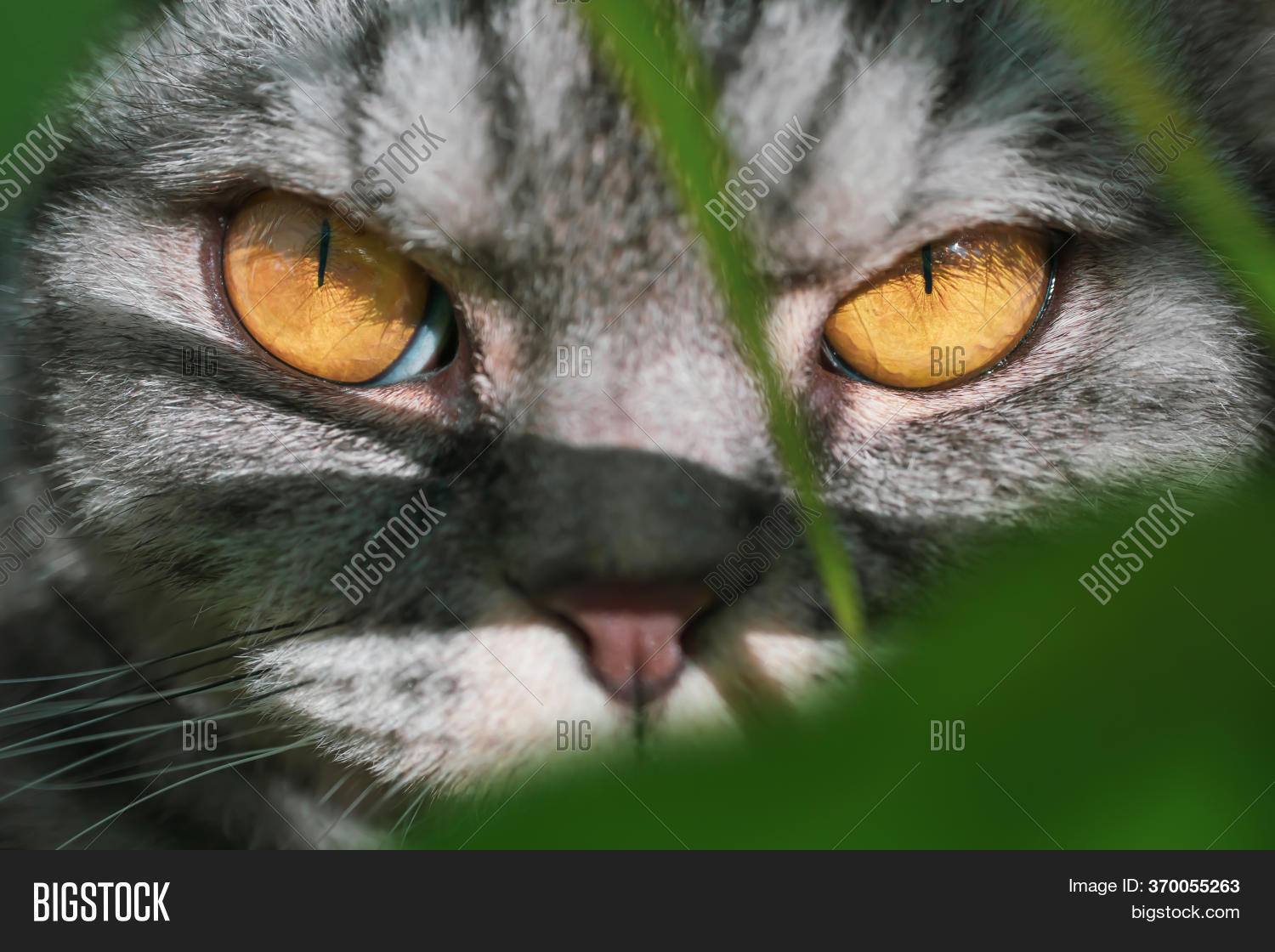 Imagen y foto Yellow Cat's Eyes (prueba gratis) | Bigstock