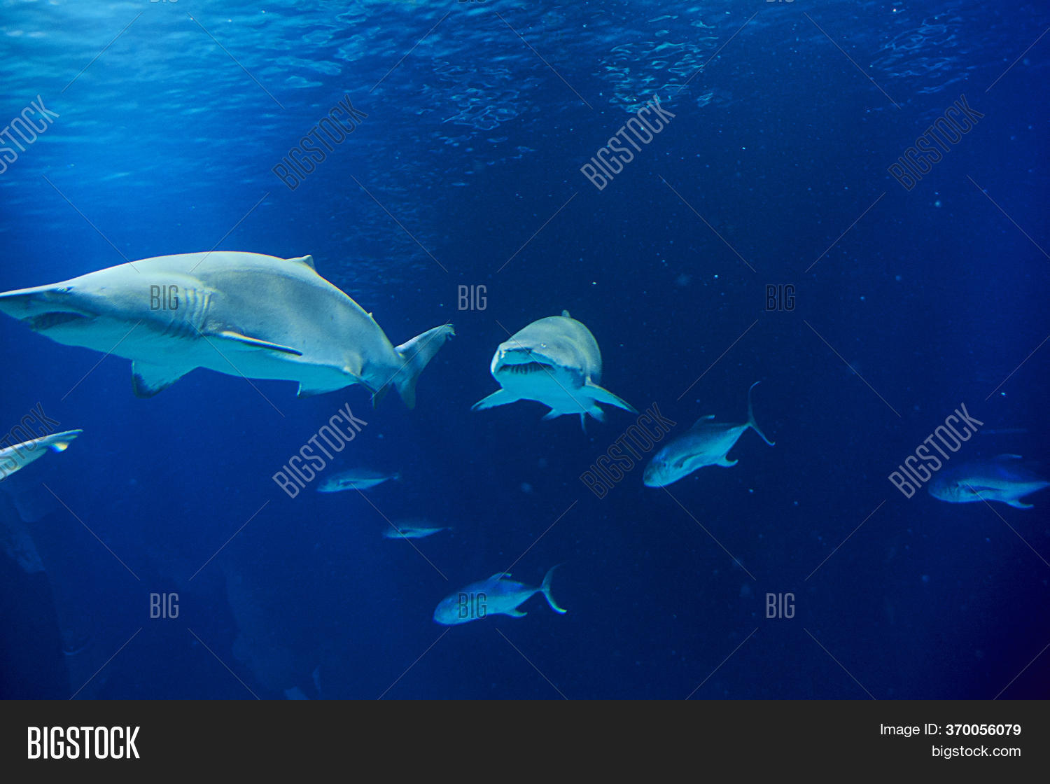 Great Lone Shark Ocean Image & Photo (Free Trial) | Bigstock