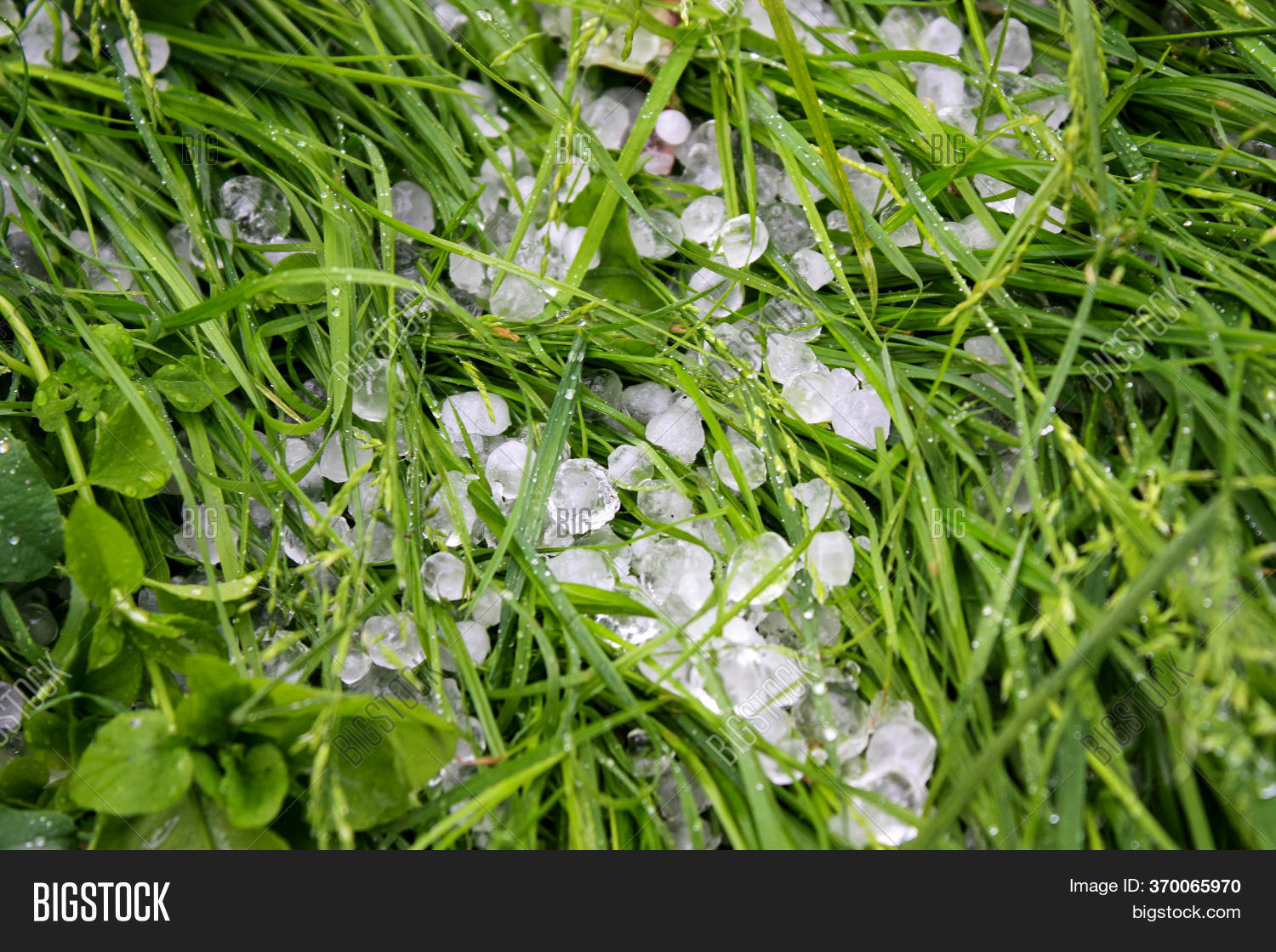 Hail On Green Green Image & Photo (Free Trial) | Bigstock