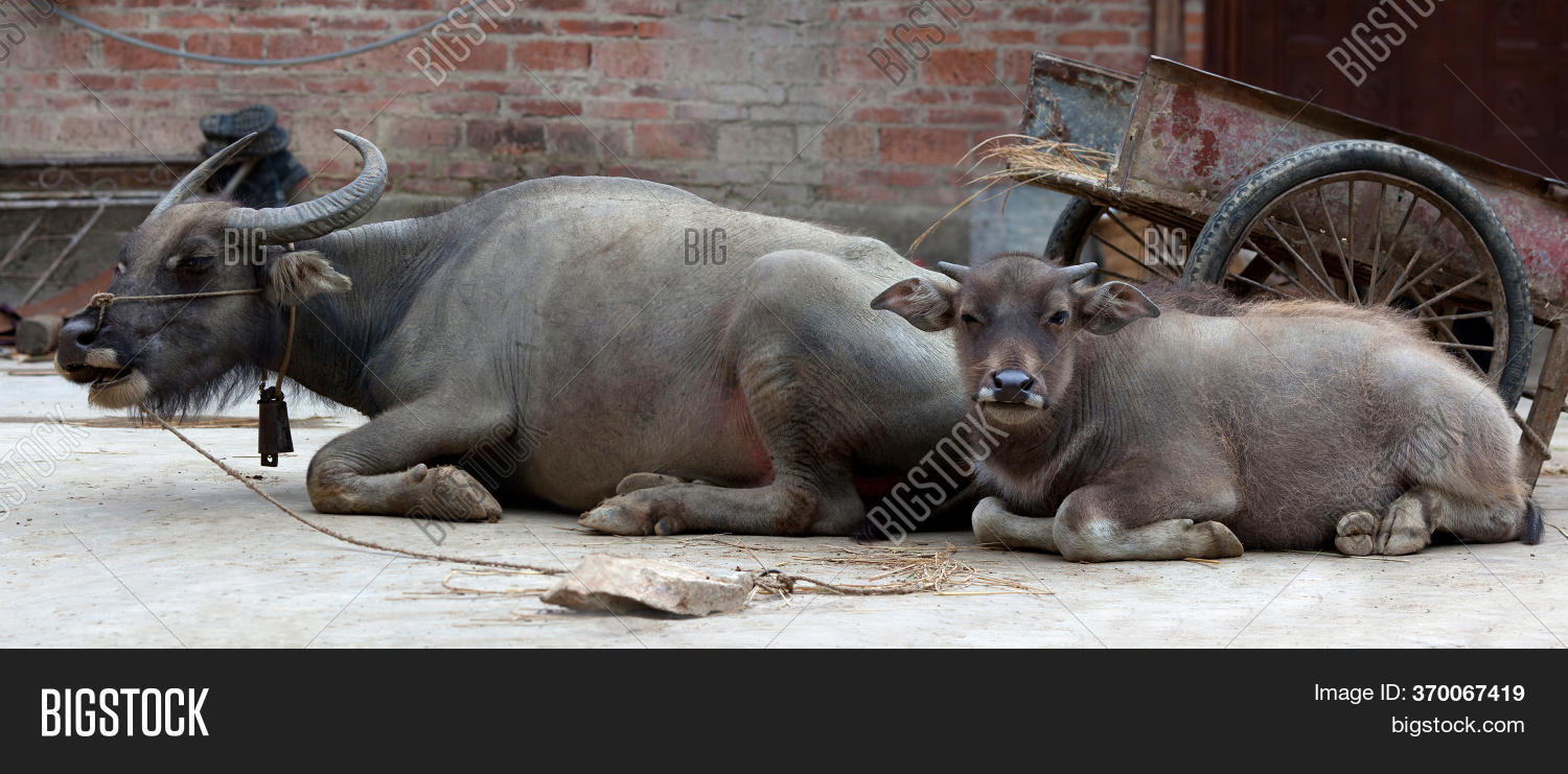 Asian Water Buffalo Image & Photo (Free Trial) | Bigstock