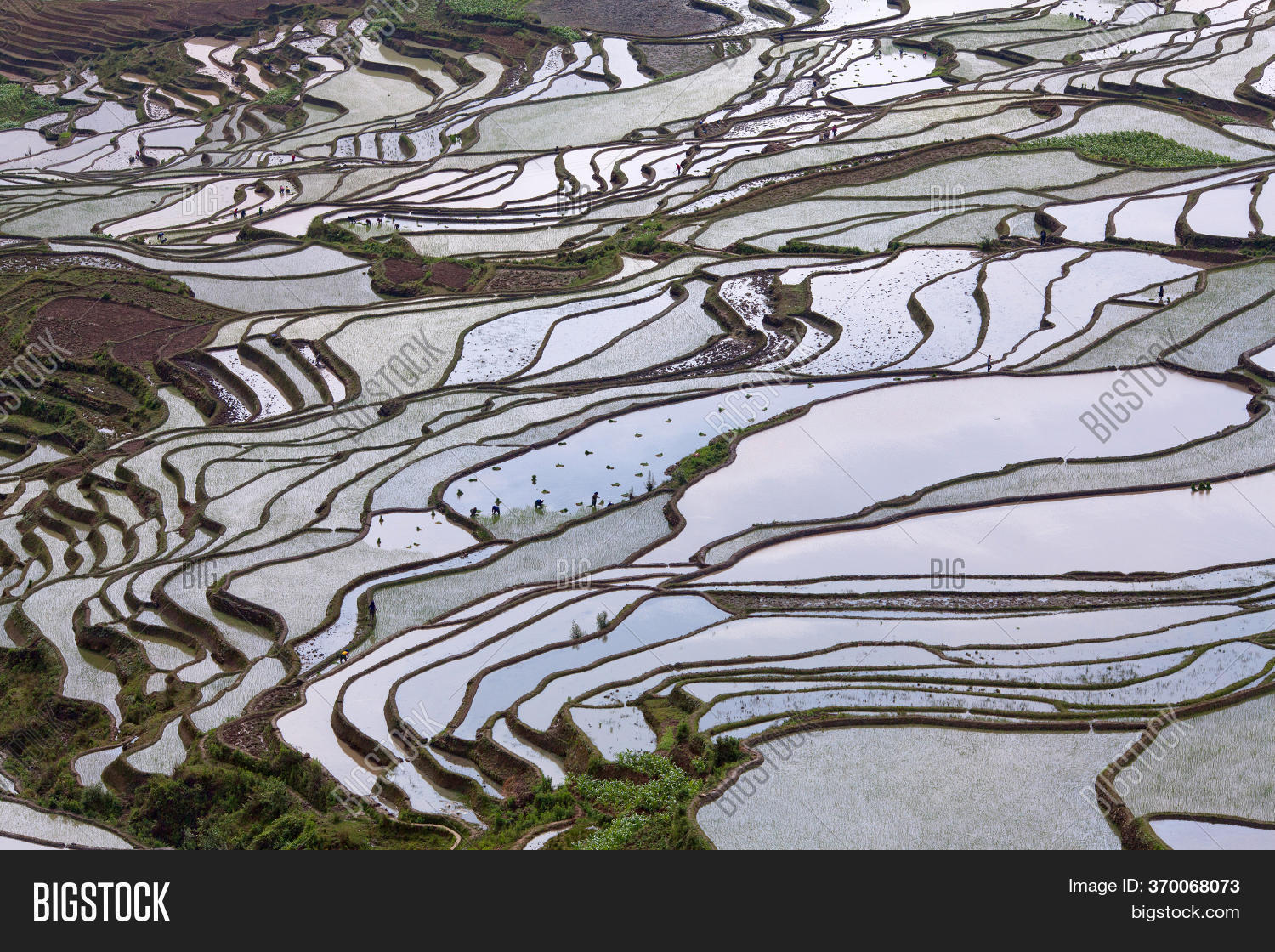 Terraced Rice Fields Image & Photo (Free Trial) | Bigstock