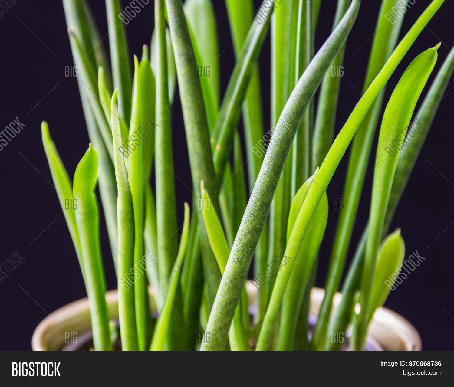 Close- On Leaves Snake Image & Photo (Free Trial) | Bigstock