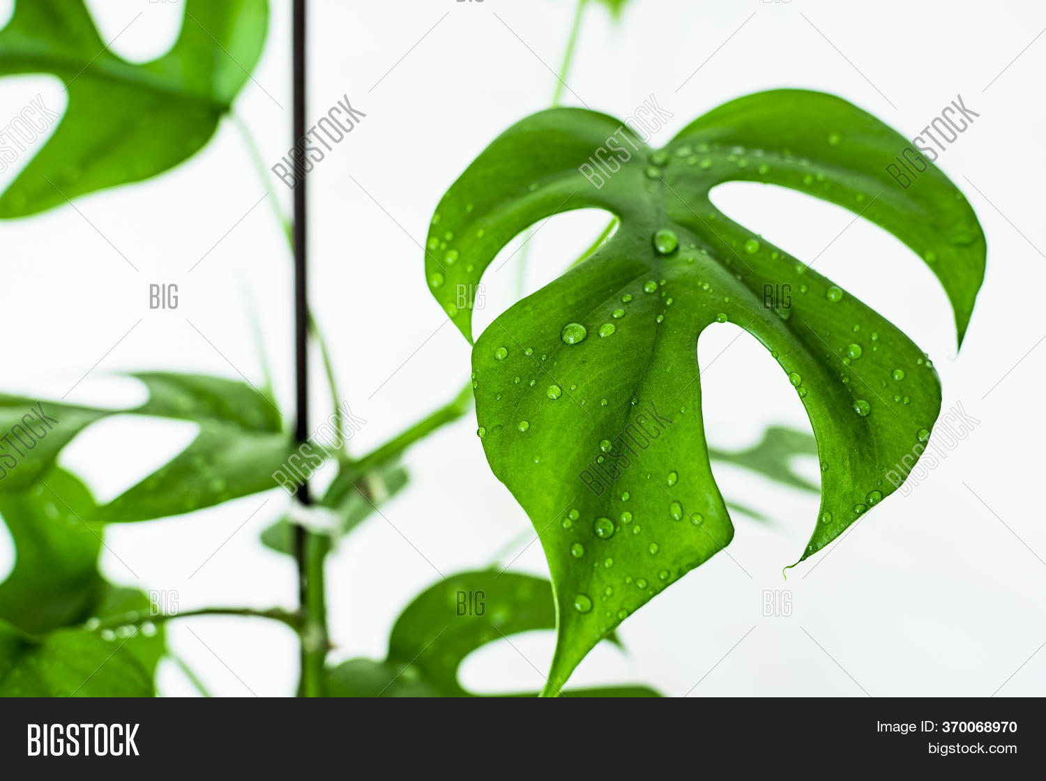 Imagen y foto Monstera Minima ( (prueba gratis) | Bigstock