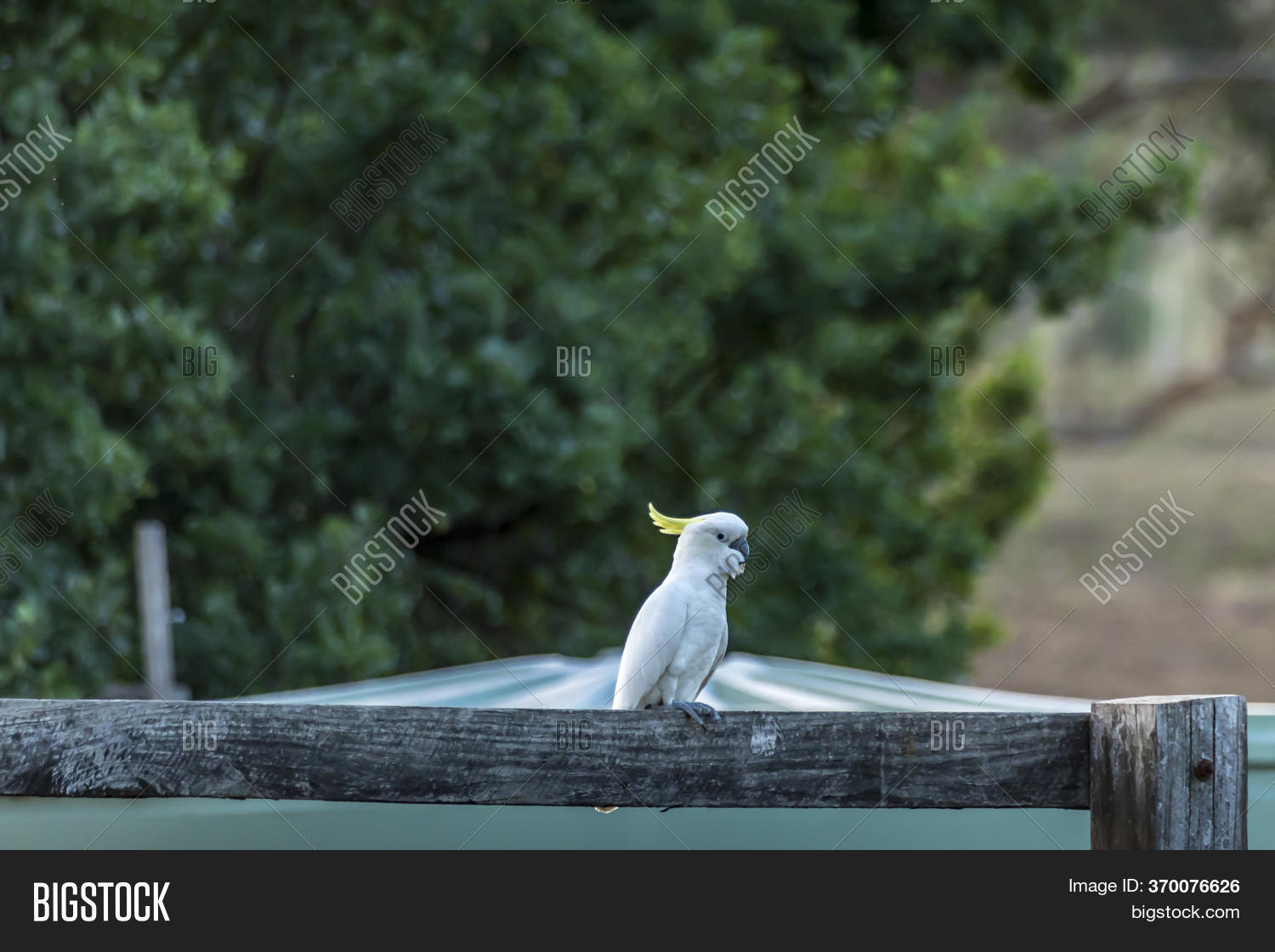 Cockatoo Sitting On Image & Photo (Free Trial) | Bigstock