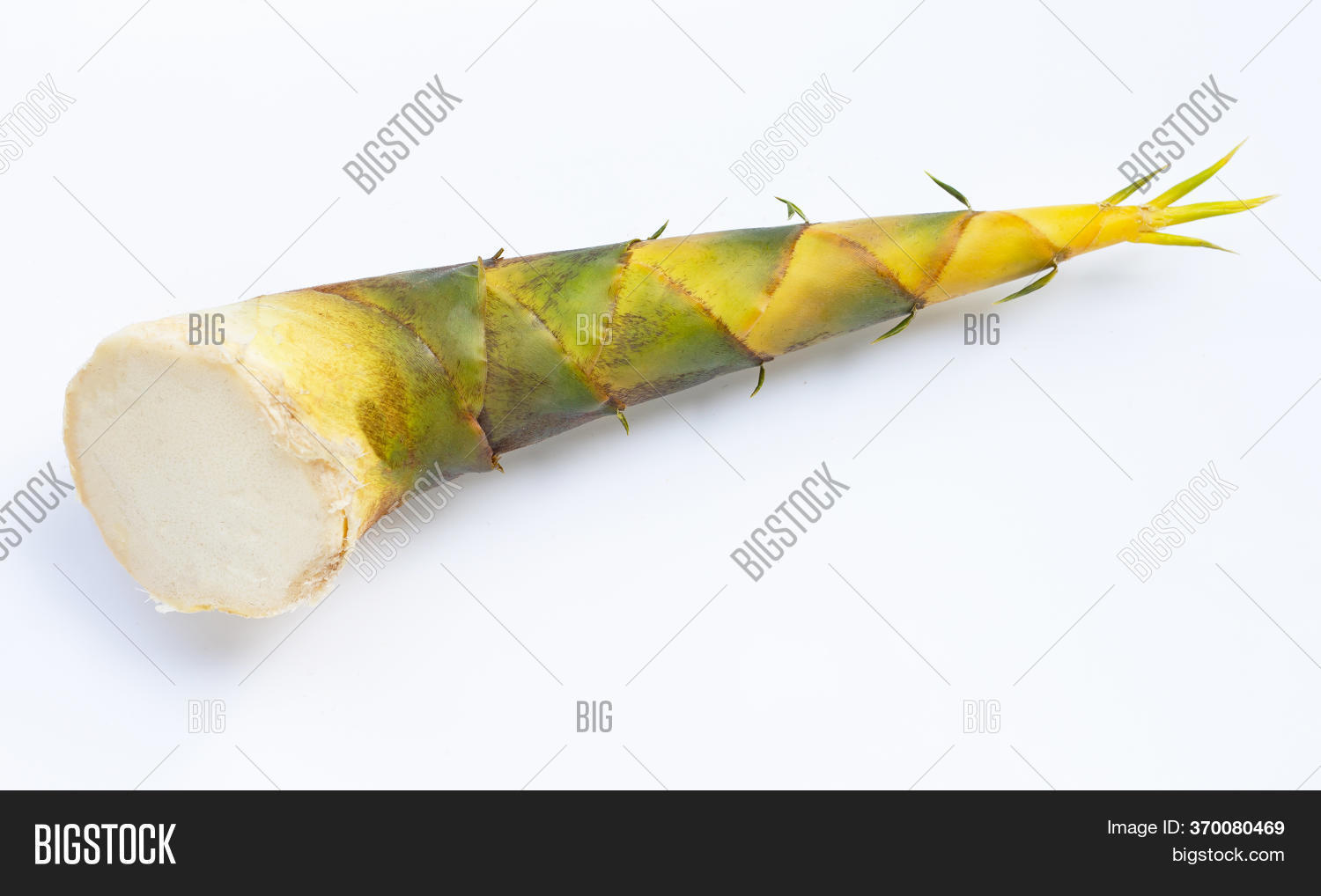Fresh Bamboo Shoot On Image & Photo (Free Trial) | Bigstock