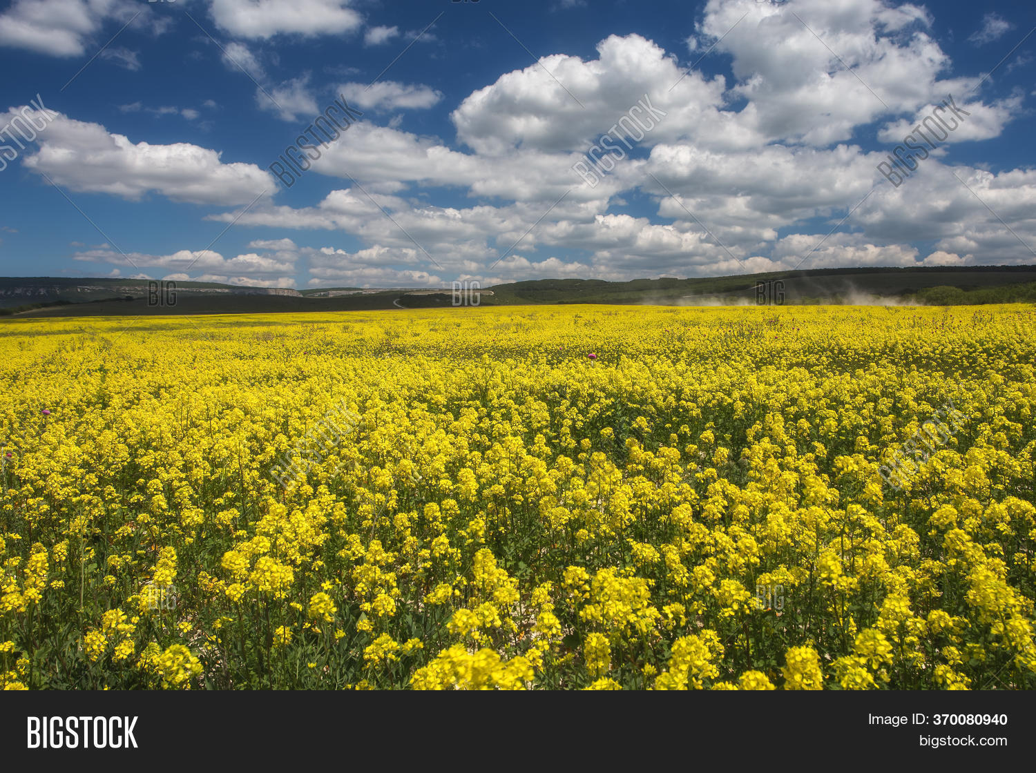 Field Rapeseed, Canola Image & Photo (Free Trial) | Bigstock