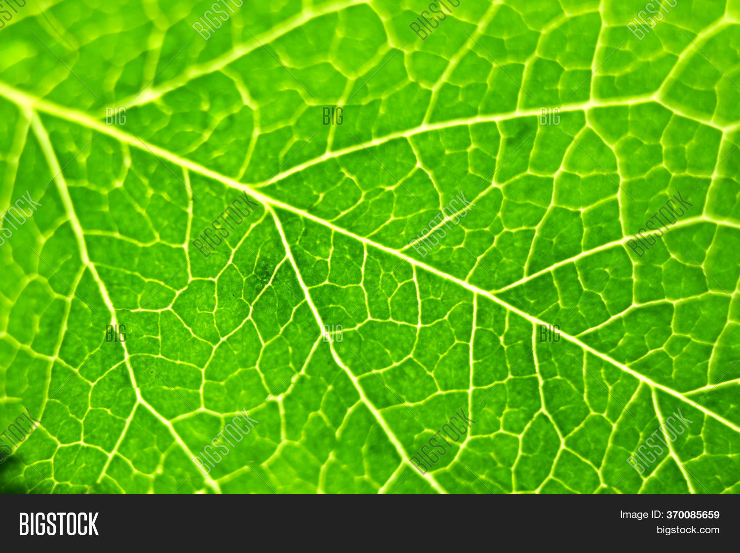 Abstract Green Natural Image & Photo (Free Trial) | Bigstock