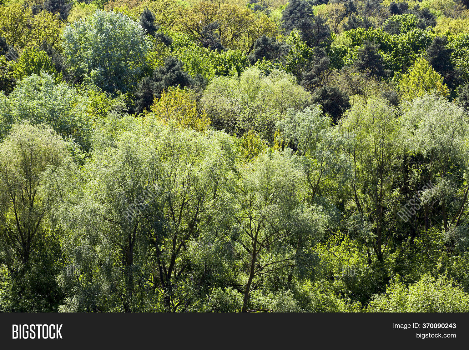 Trees Plants Sunny Image & Photo (Free Trial) | Bigstock