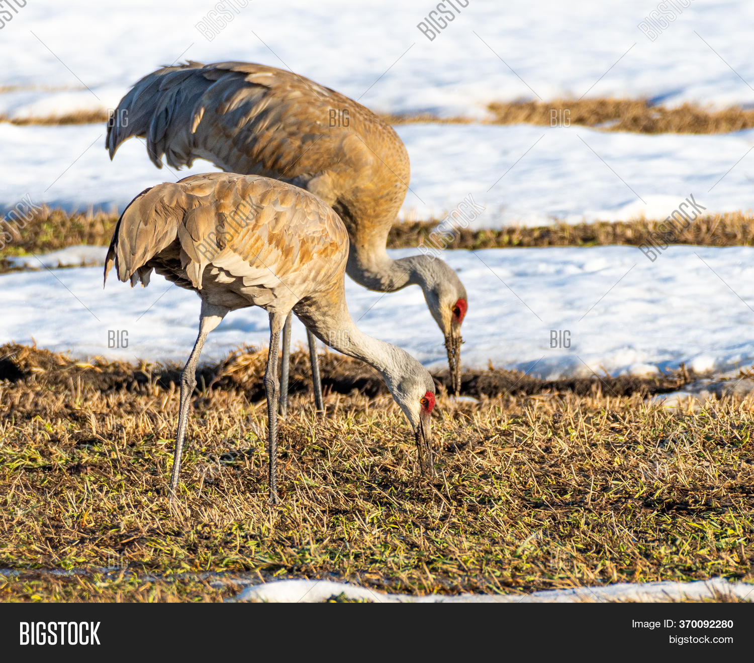 Two Sandhill Cranes ( Image & Photo (Free Trial) | Bigstock