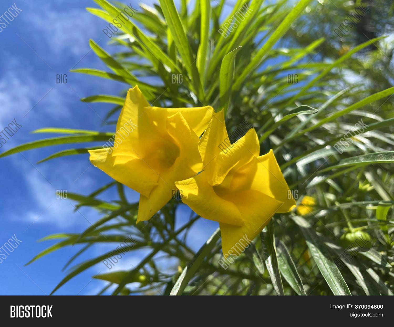 Yellow Cascabela Image & Photo (Free Trial) | Bigstock