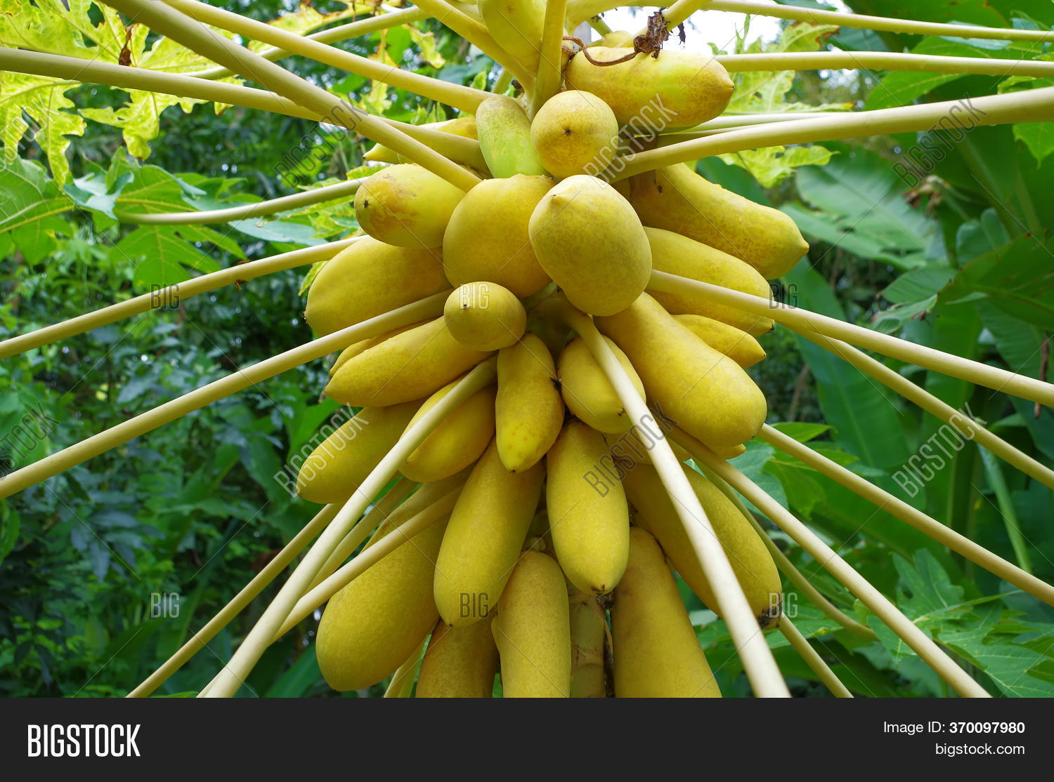 Nature Fresh Yellow Image & Photo (Free Trial) | Bigstock