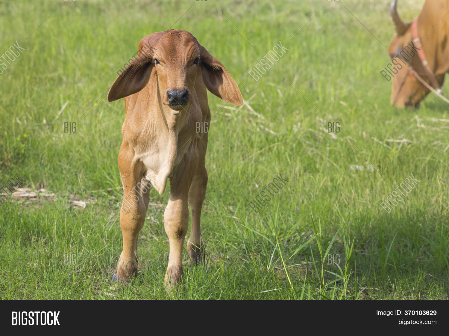 Cow Calf Standing Image & Photo (Free Trial) | Bigstock
