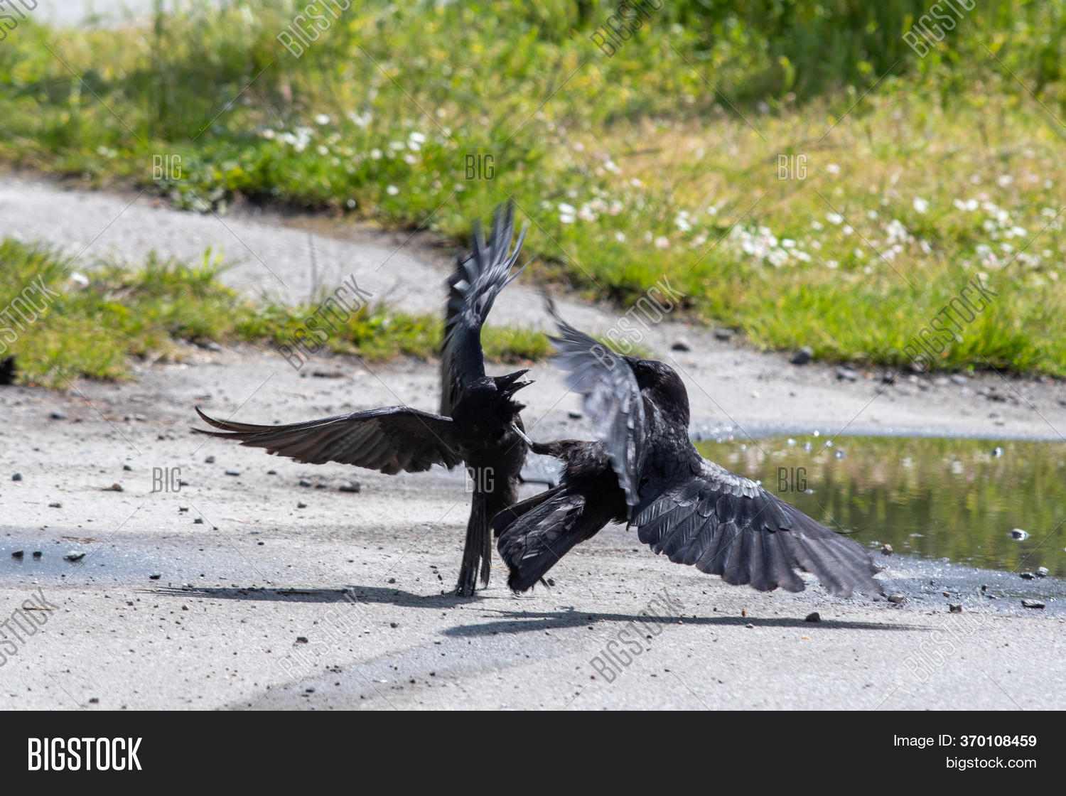 Two Crows Fighting Image & Photo (Free Trial) | Bigstock