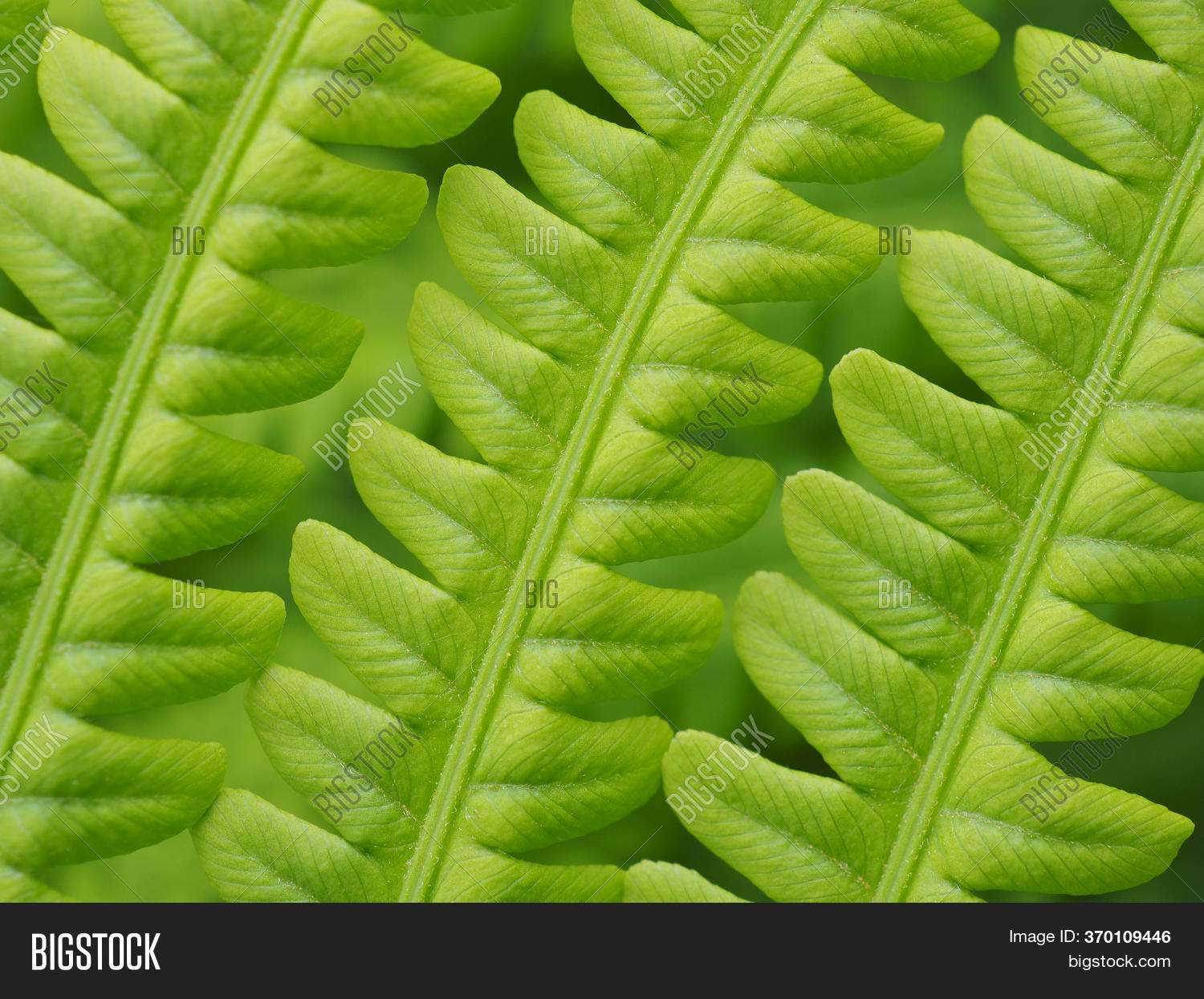 Foliage Fern. Stalks Image & Photo (Free Trial) | Bigstock