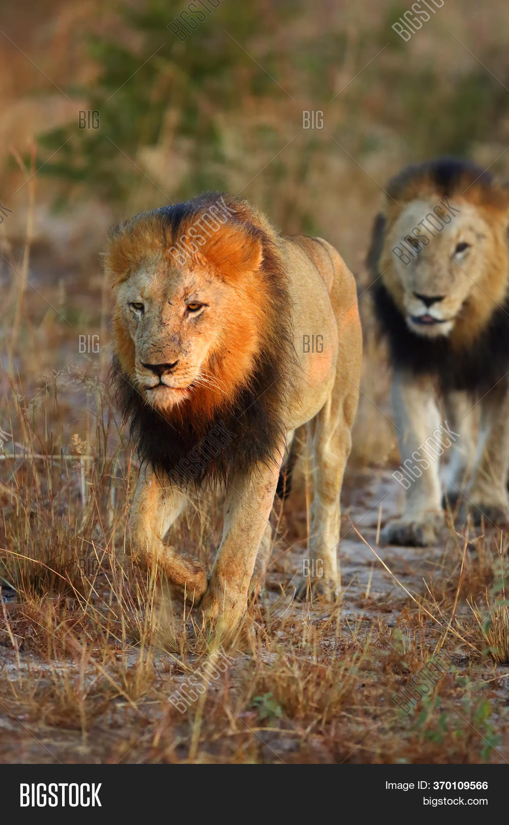 Transvaal Lion ( Image & Photo (Free Trial) | Bigstock