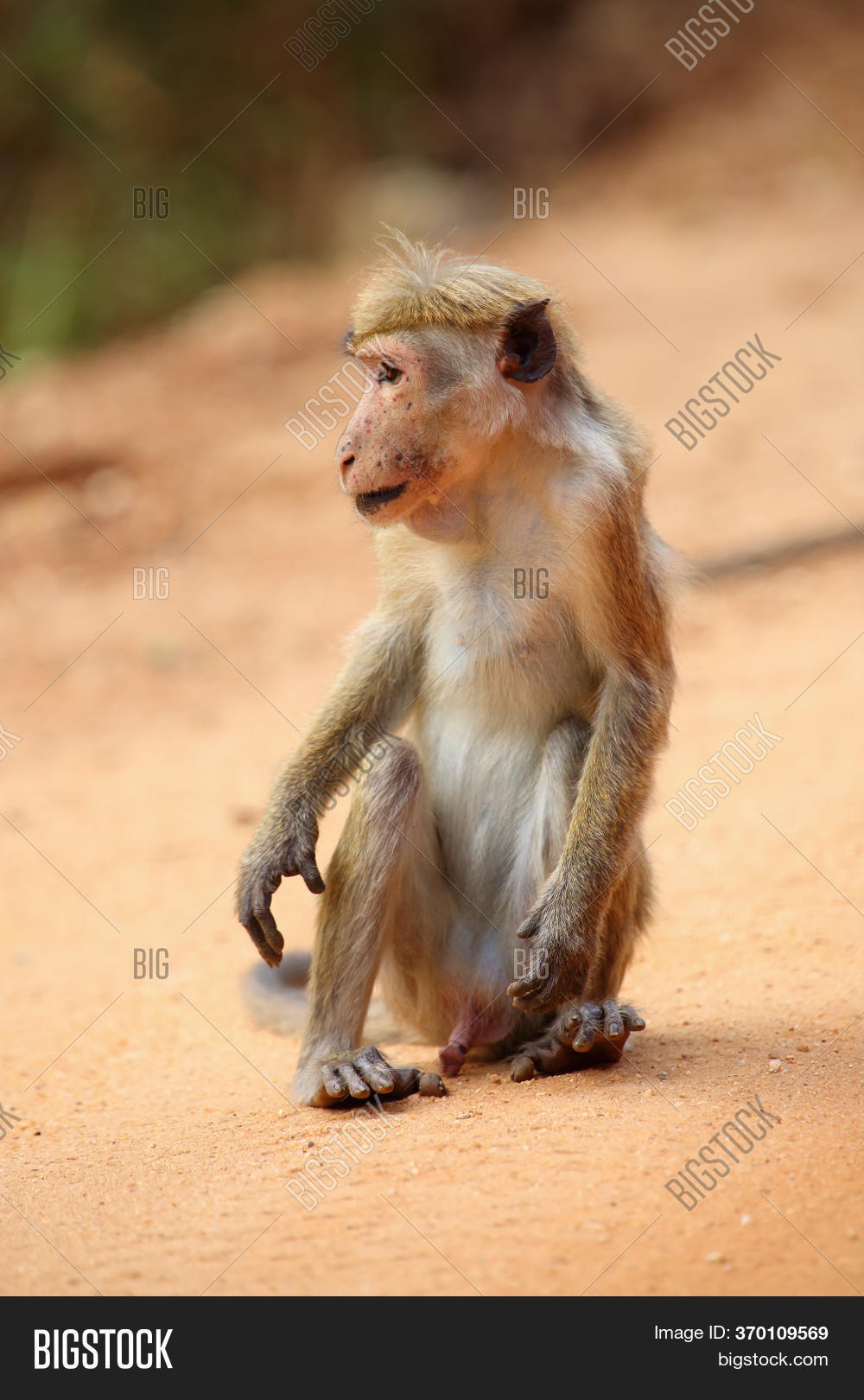 Toque Macaque (macaca Image & Photo (Free Trial) | Bigstock