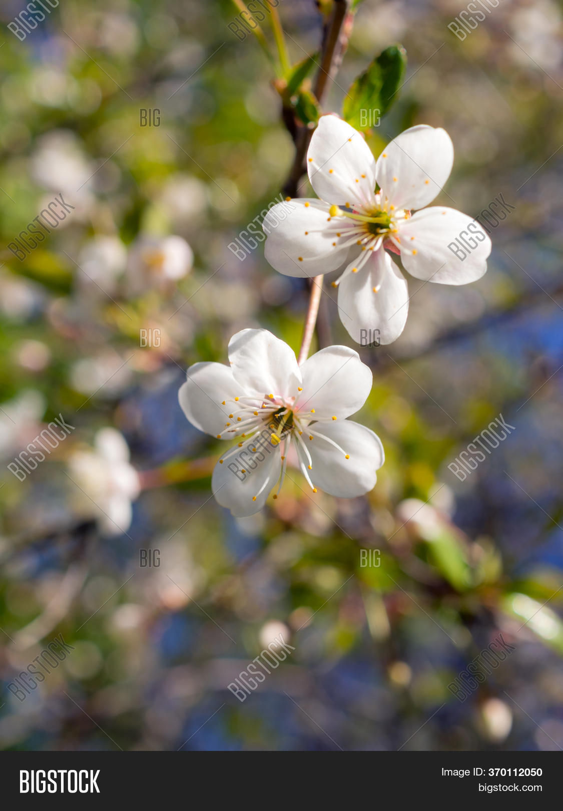 Plum Branch Flowers Image & Photo (Free Trial) | Bigstock