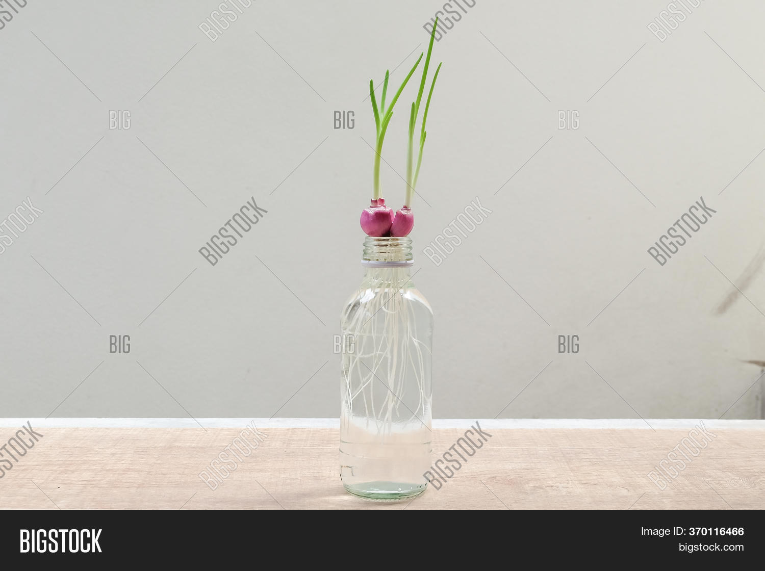 Planting Spring Onion Image & Photo (Free Trial) | Bigstock