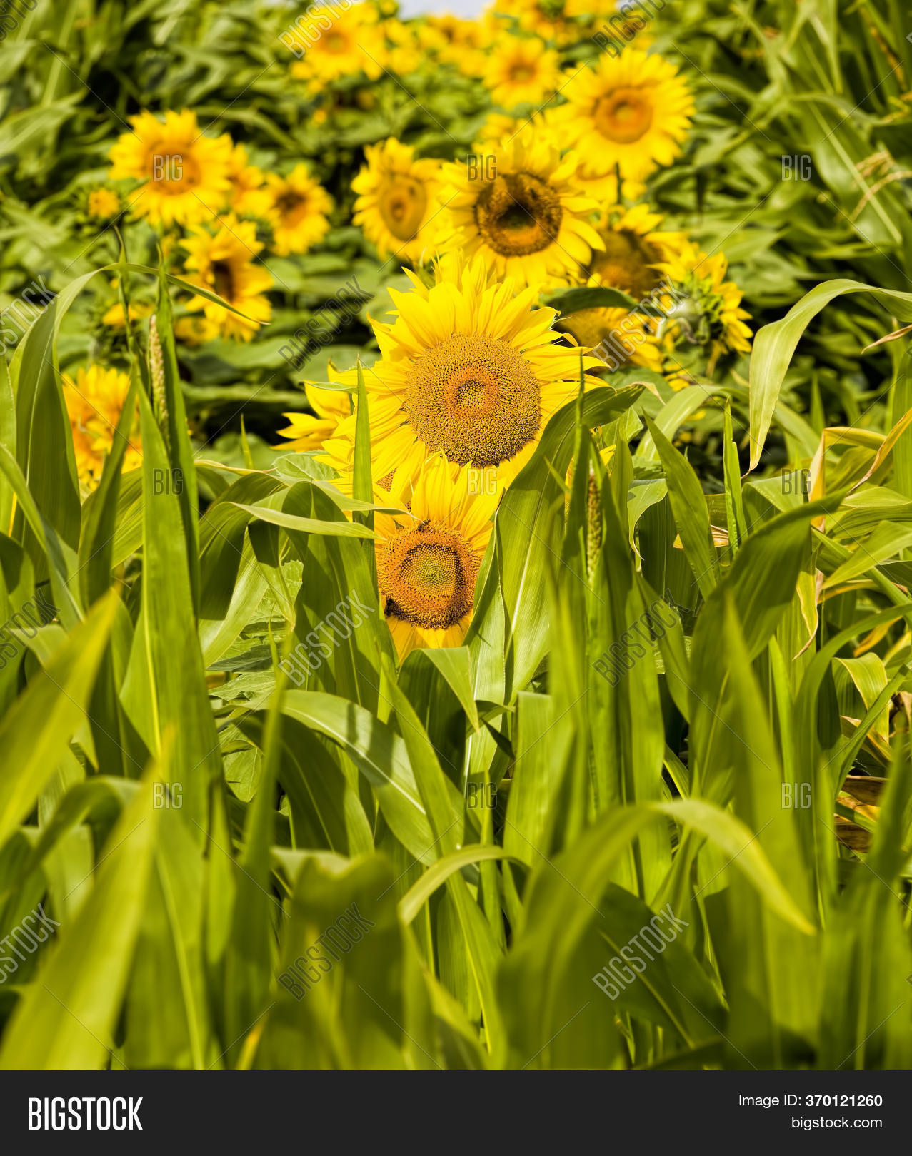Group Flower Beautiful Image & Photo (Free Trial) | Bigstock