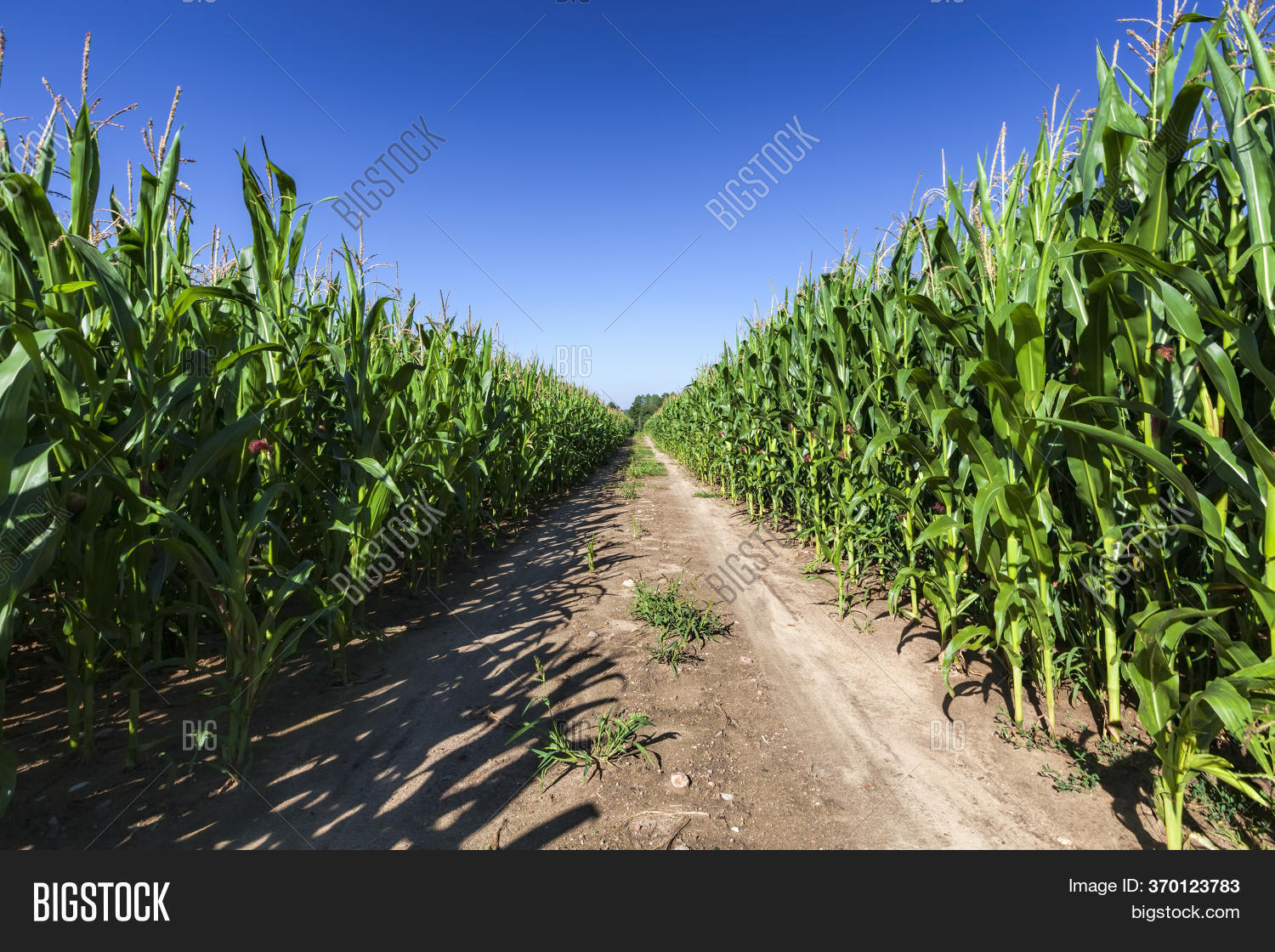 Road Paved On Sand Image & Photo (Free Trial) | Bigstock