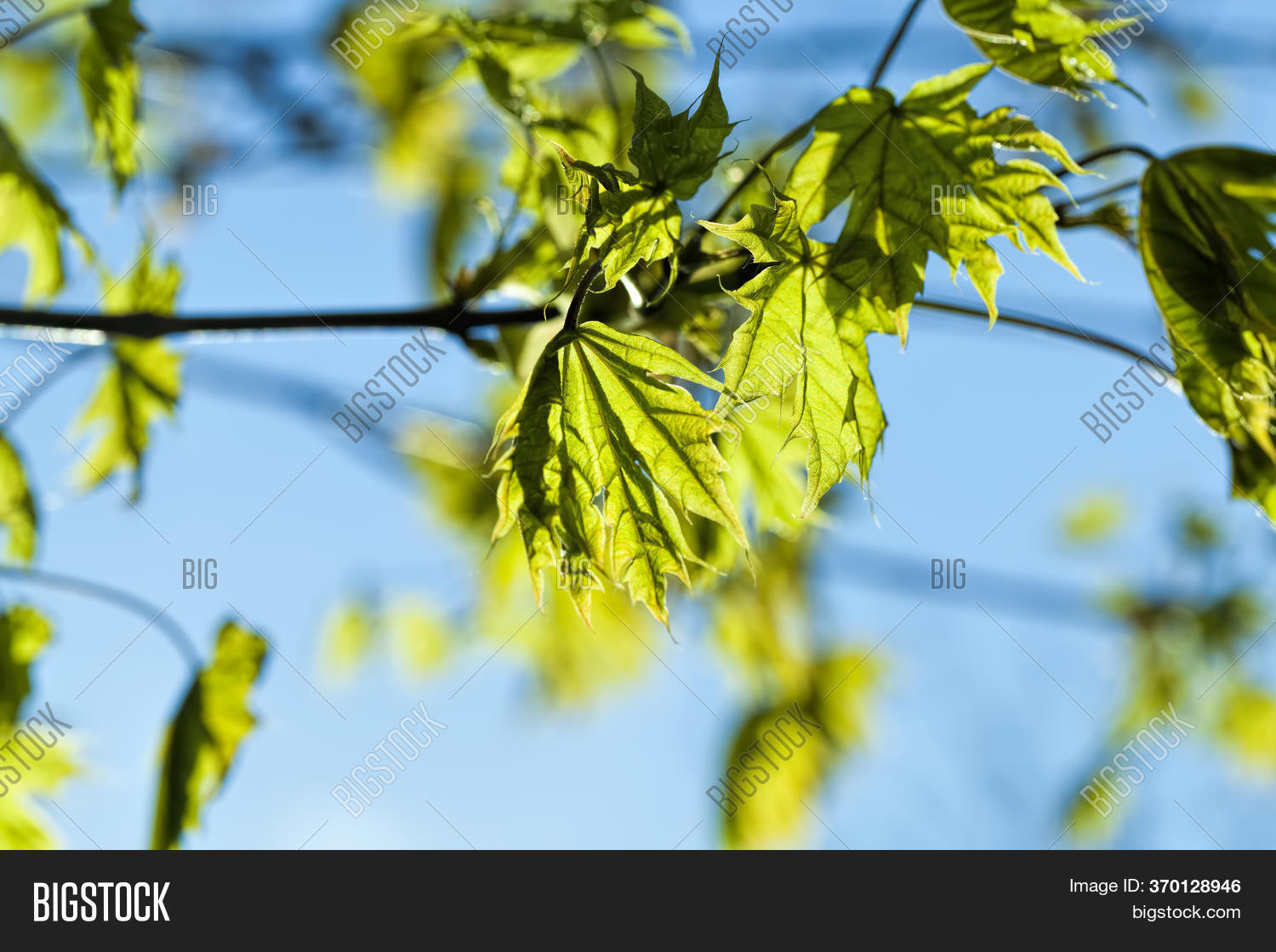 Beautiful Maple Tree Image & Photo (Free Trial) | Bigstock