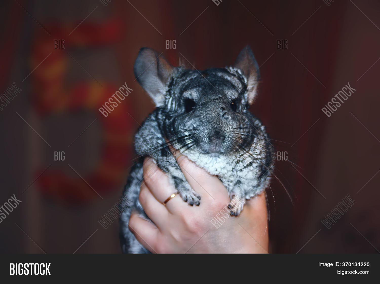 Female Hand Holds Image & Photo (Free Trial) | Bigstock