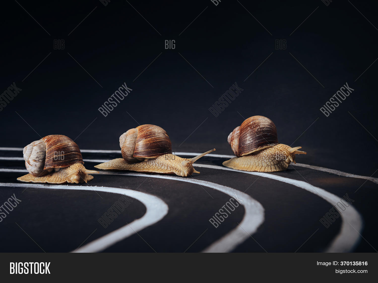 Three Snails Crawl Image & Photo (Free Trial) | Bigstock