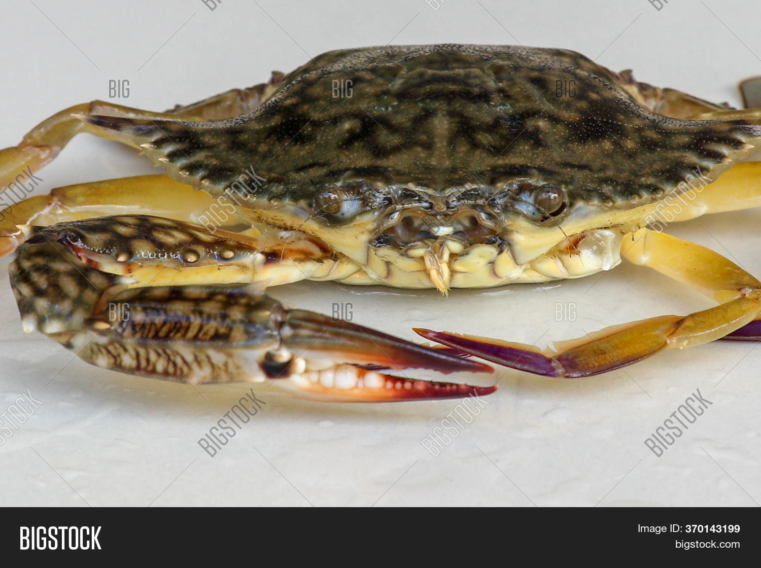 Front View Blue Manna Image & Photo (Free Trial) | Bigstock