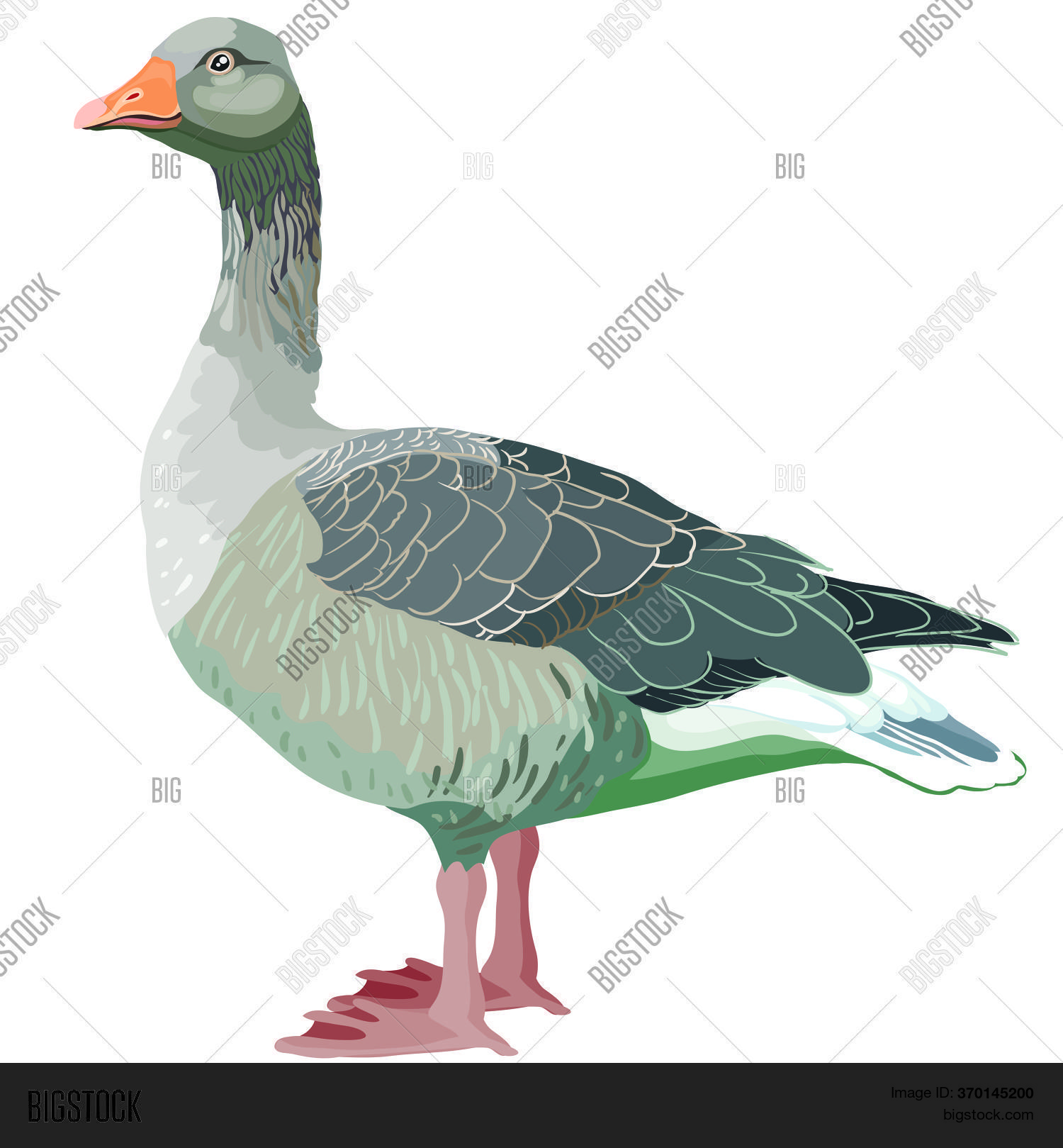 Natural Gray Goose Vector & Photo (Free Trial) | Bigstock