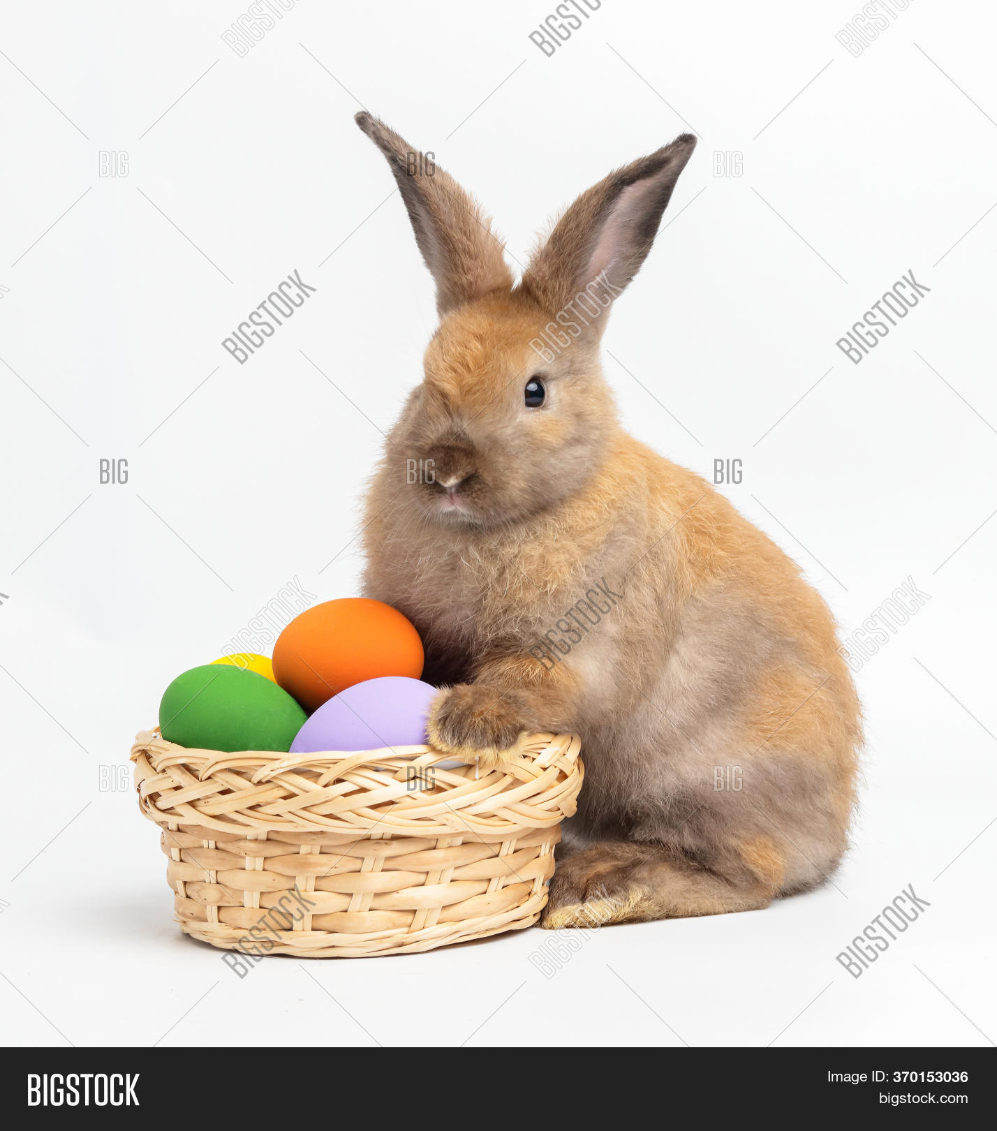 Brown Little Rabbit Image & Photo (Free Trial) | Bigstock