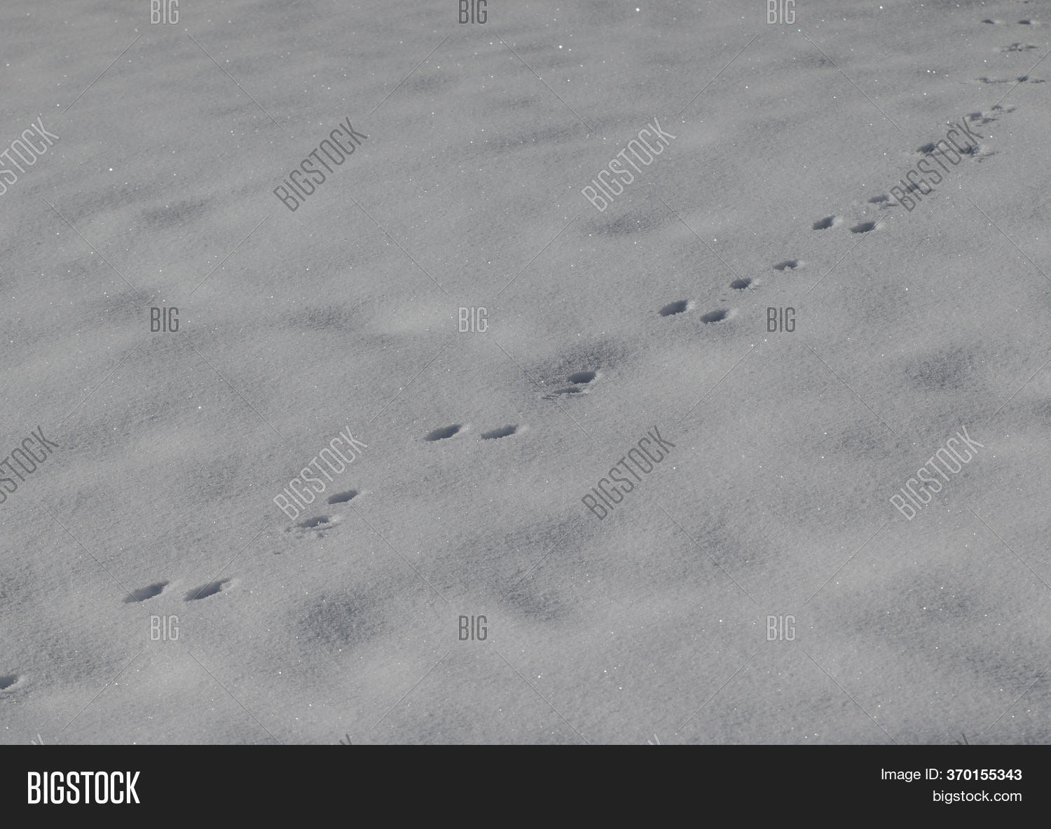 Animal Footsteps Image & Photo (Free Trial) | Bigstock
