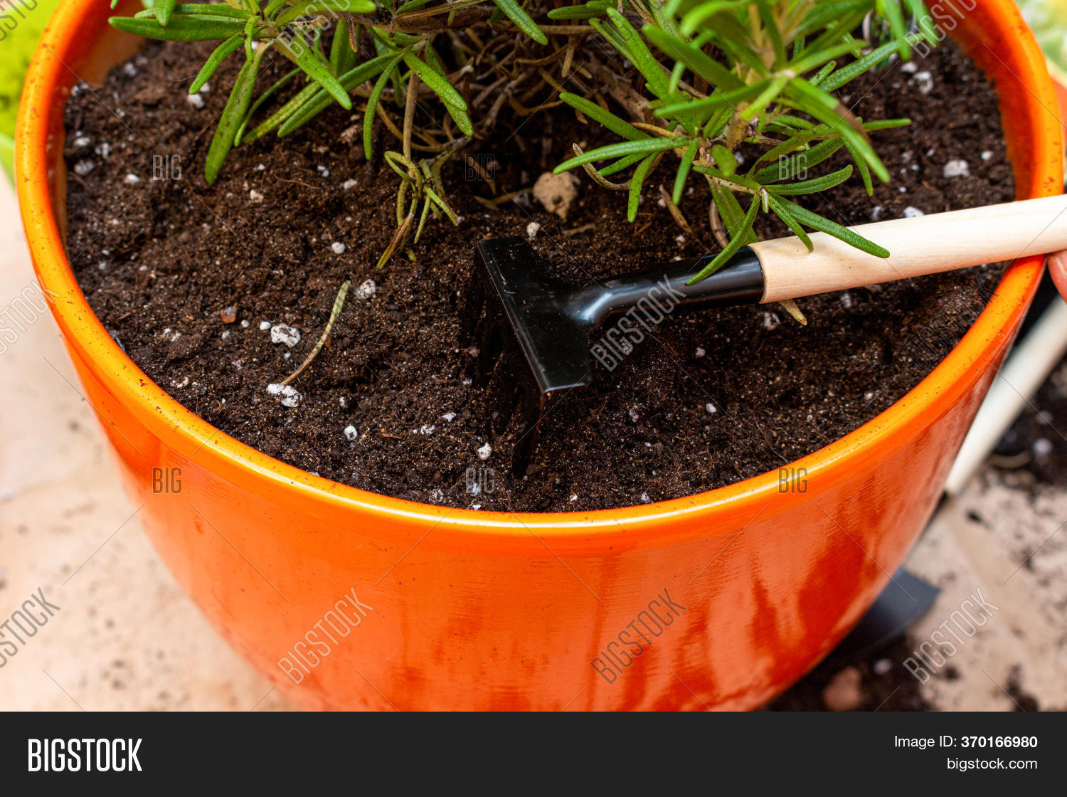 Planting Rosemary Image & Photo (Free Trial) | Bigstock