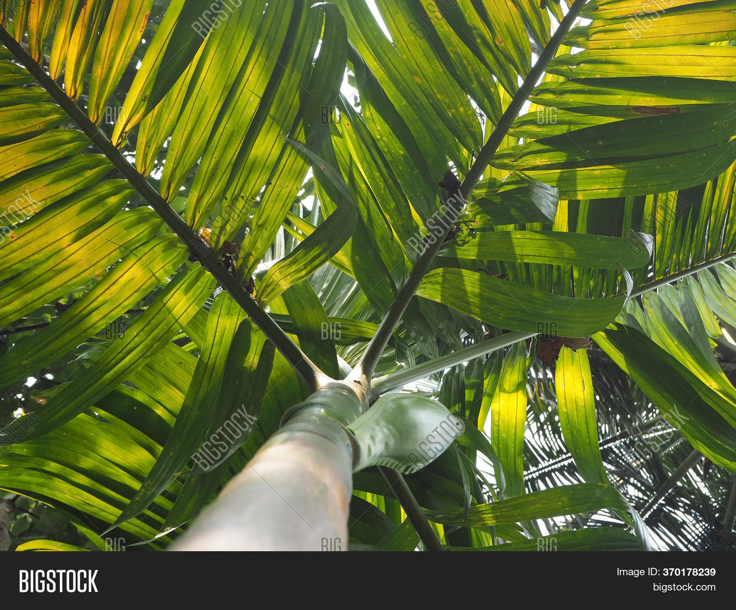 Palm Tree, Close- View Image & Photo (Free Trial) | Bigstock