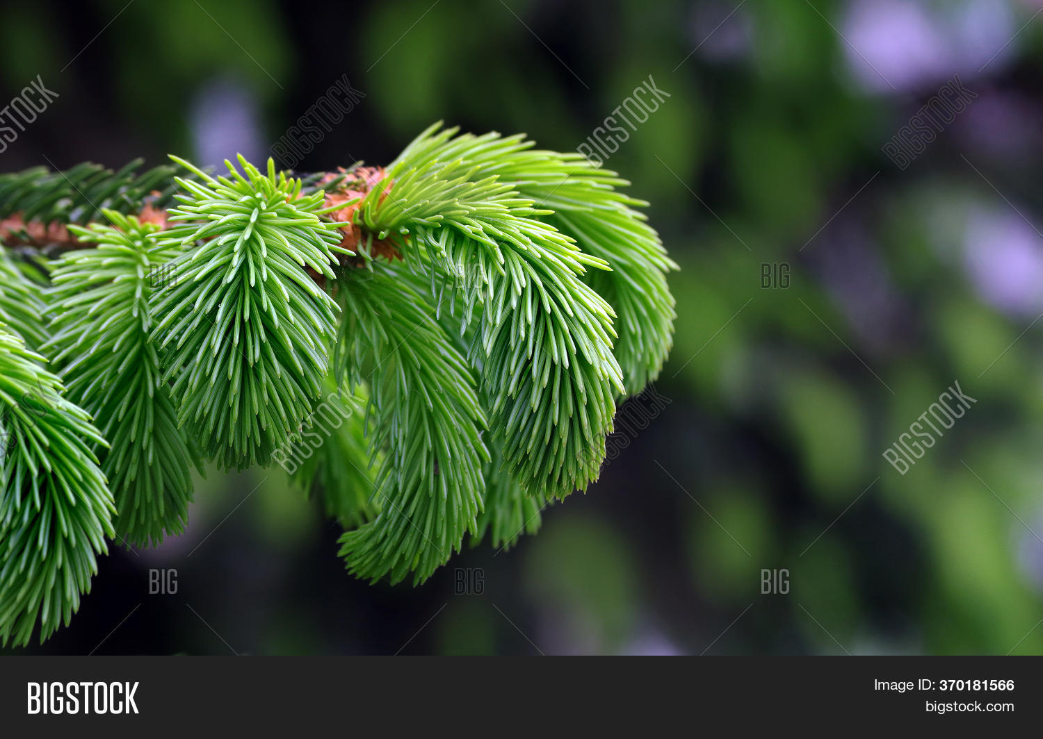 Young Branches Spruce Image & Photo (Free Trial) | Bigstock