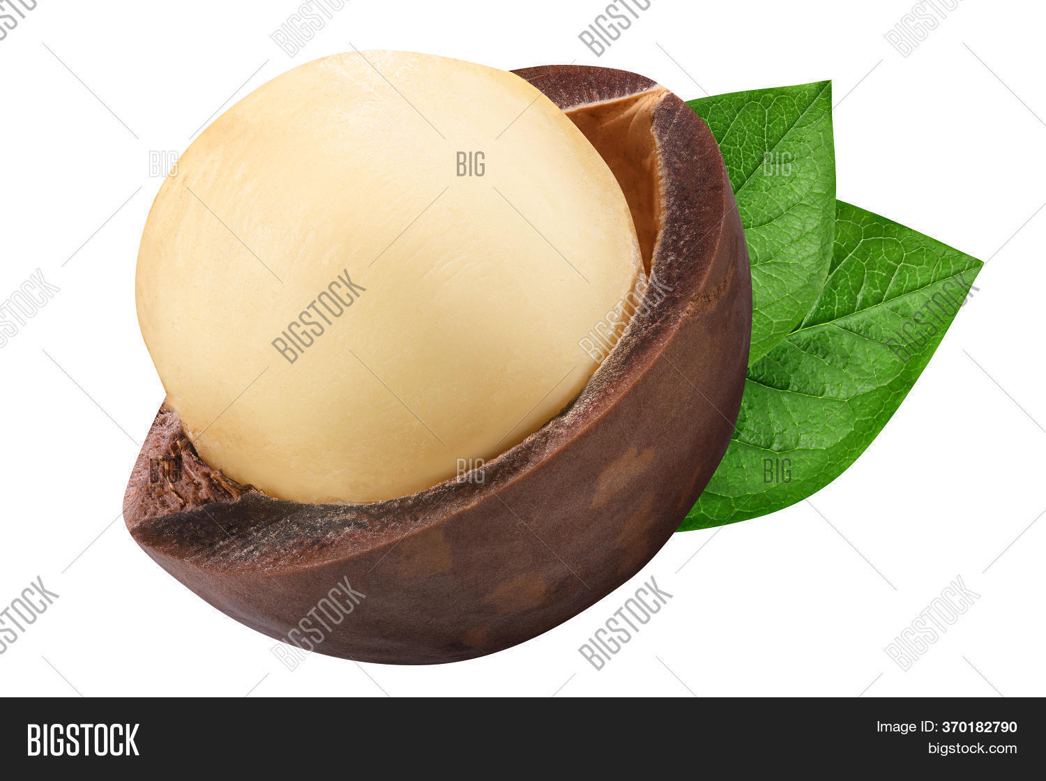 Macadamia Nut Isolated Image & Photo (Free Trial) | Bigstock