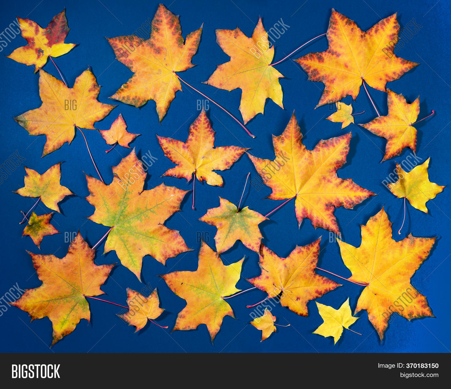 Autumn Composition. Image & Photo (Free Trial) | Bigstock