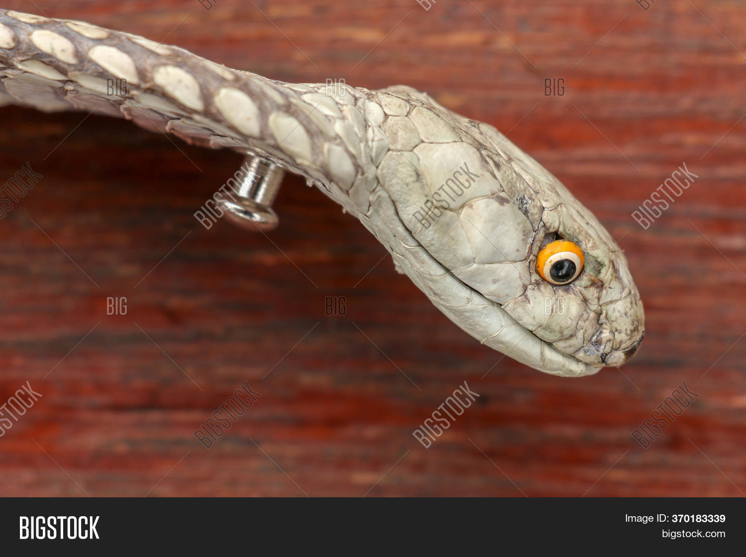 Close Head King Cobra Image & Photo (Free Trial) | Bigstock