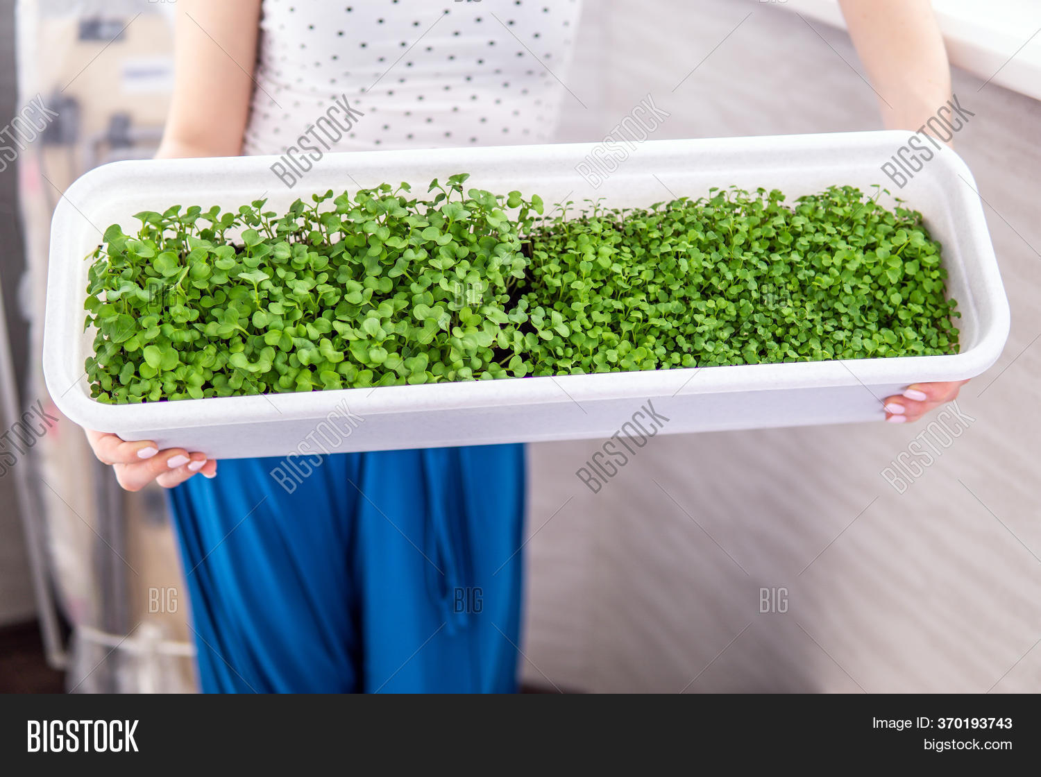 Sprouts Microgreens. Image & Photo (Free Trial) | Bigstock