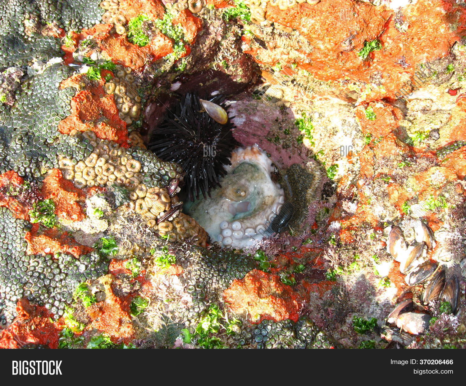 Octopus Trapped By Low Image & Photo (Free Trial) | Bigstock