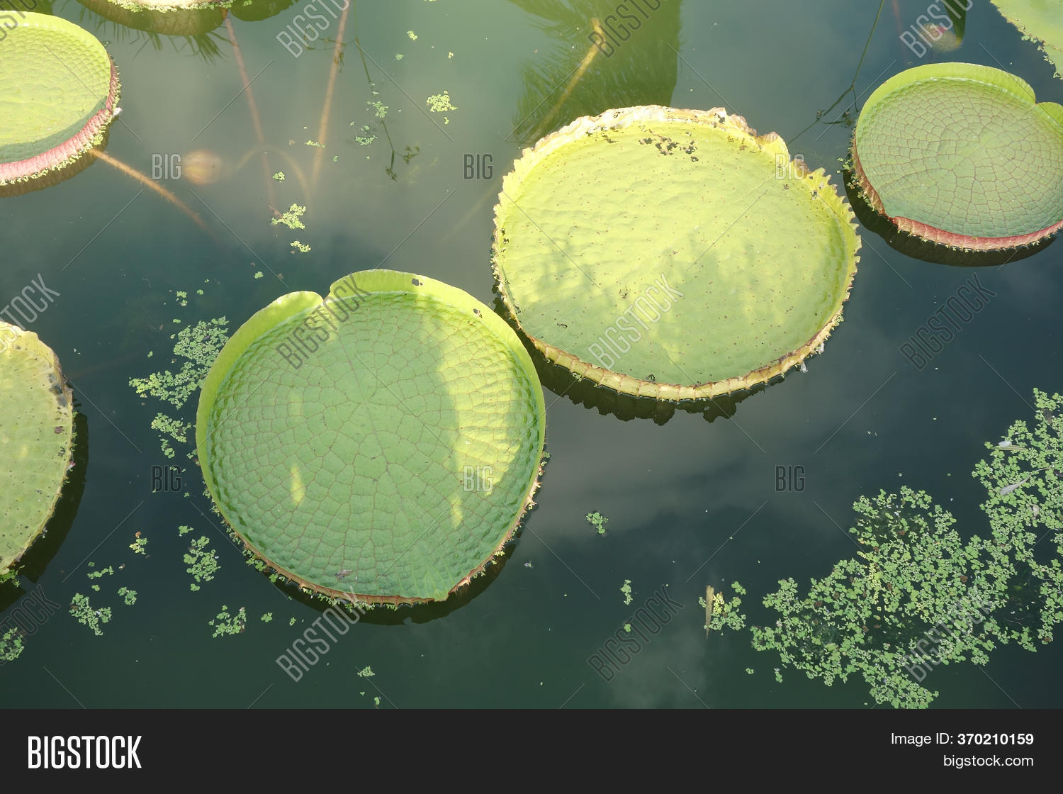 Huge Floating Lotus( Image & Photo (Free Trial) | Bigstock