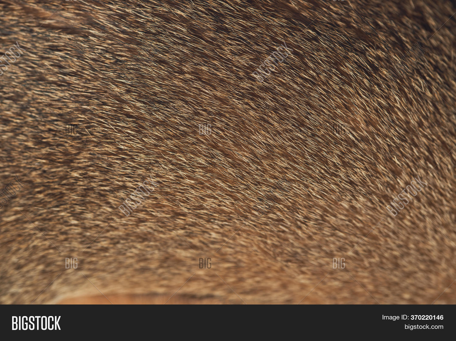 Brown Cat's Fur Image & Photo (Free Trial) | Bigstock