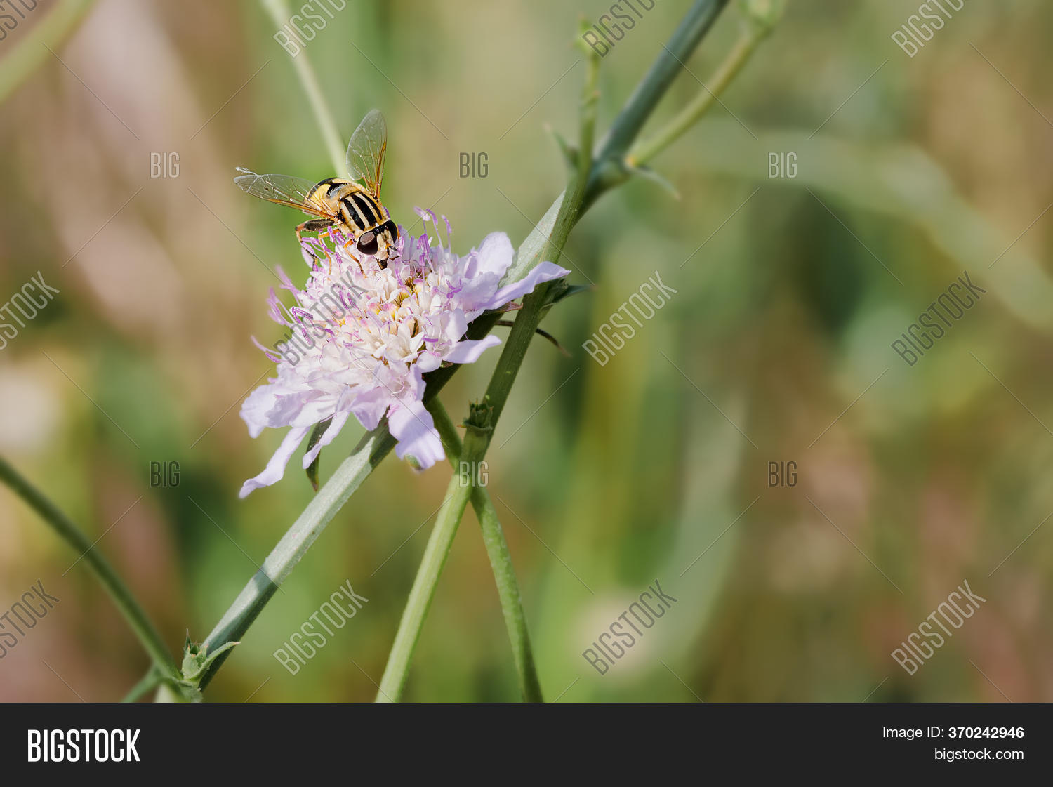 Syrphus Ribesii, Type Image & Photo (Free Trial) | Bigstock