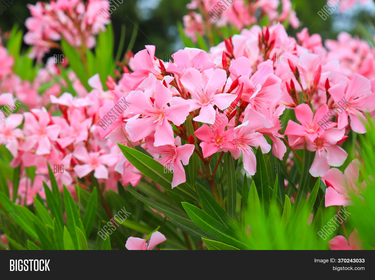 Flowers Pink Oleander Image & Photo (Free Trial) | Bigstock