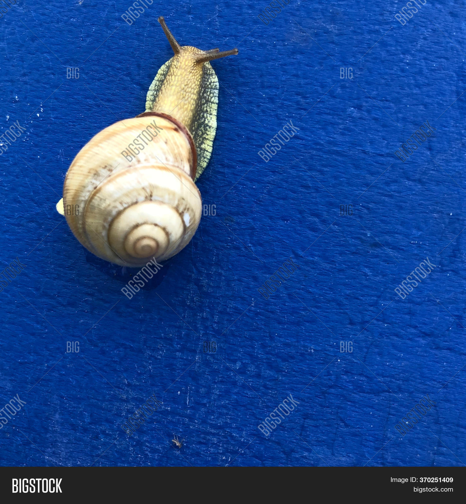 Land Snail Home On Image & Photo (Free Trial) | Bigstock
