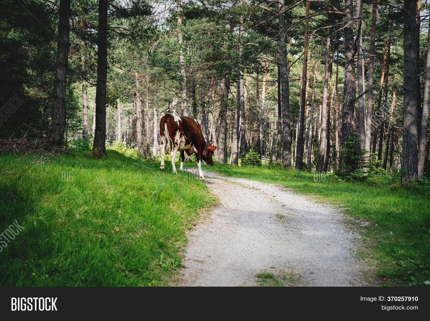 Cow Walking Along Path Image & Photo (Free Trial) | Bigstock