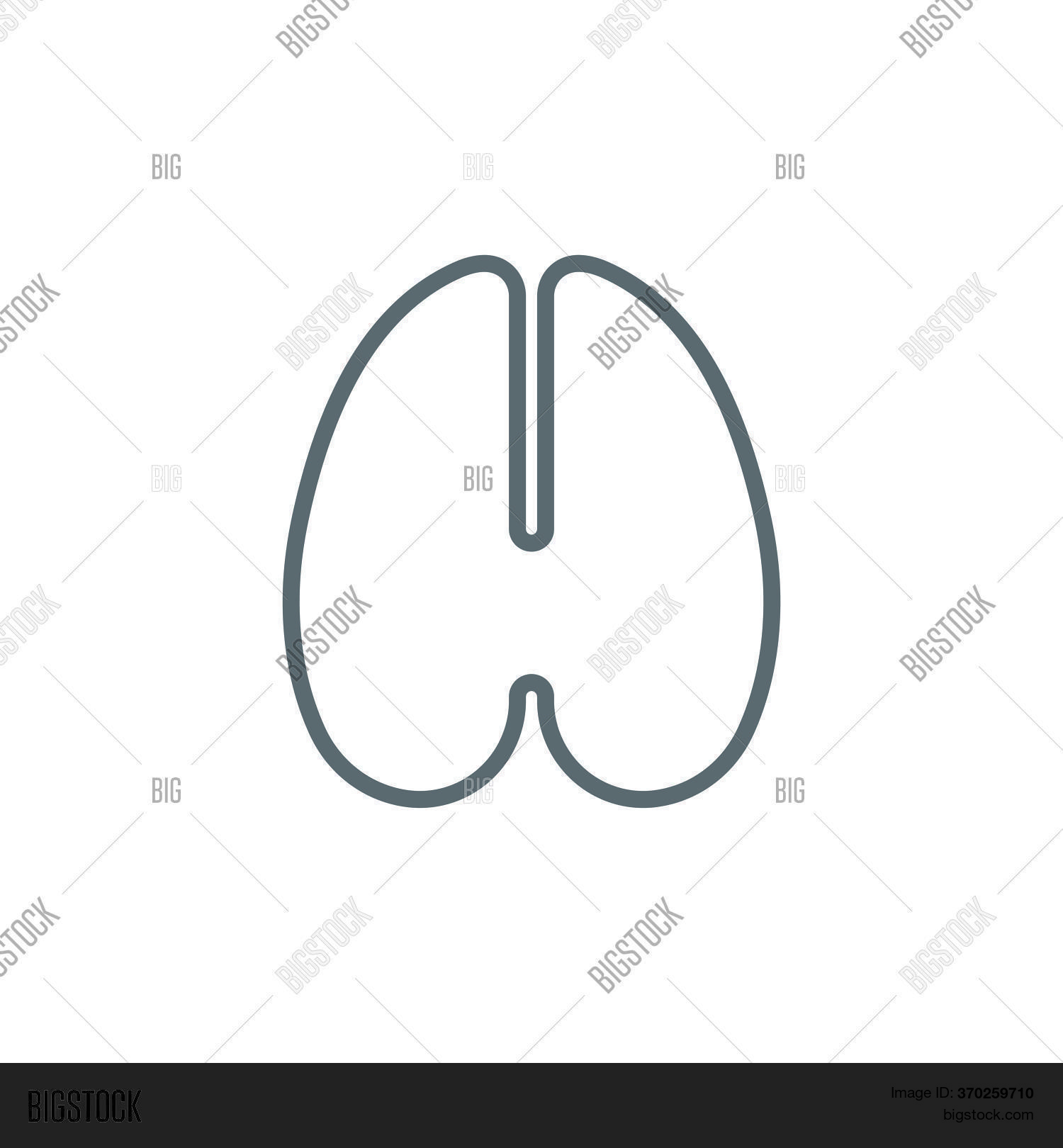 Camel Footprint Vector & Photo (Free Trial) | Bigstock