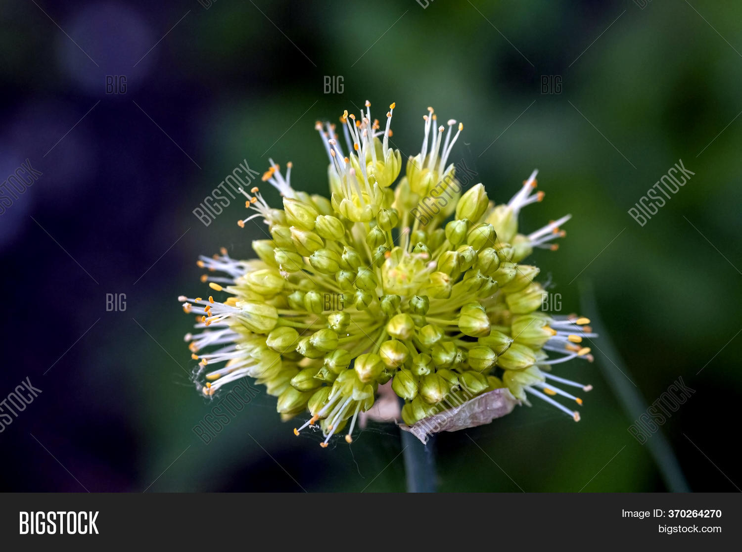 Wild Garlic Blooms, Image & Photo (Free Trial) | Bigstock